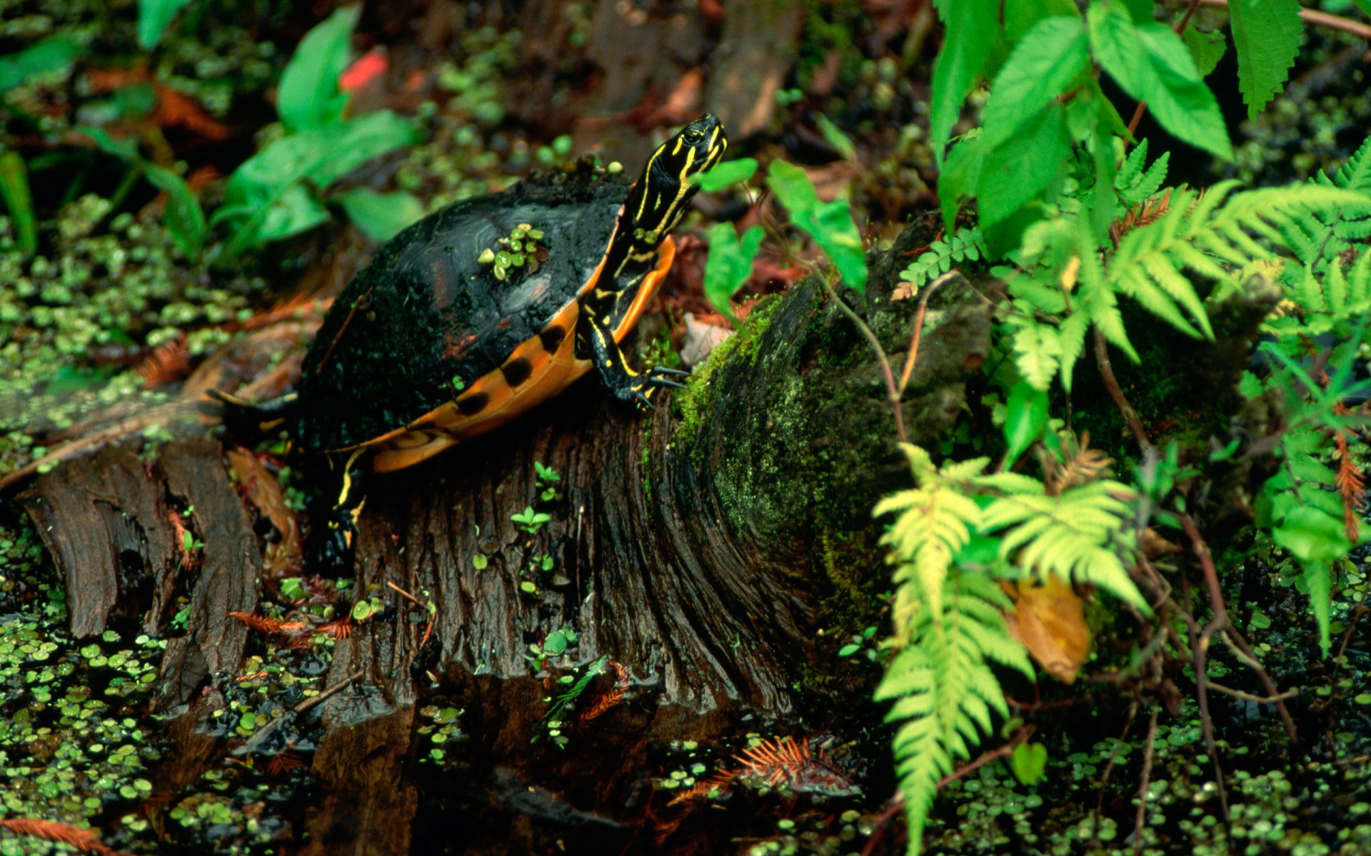 Majestic Turtle in Lush Green Habitat | HD Animal Wallpaper