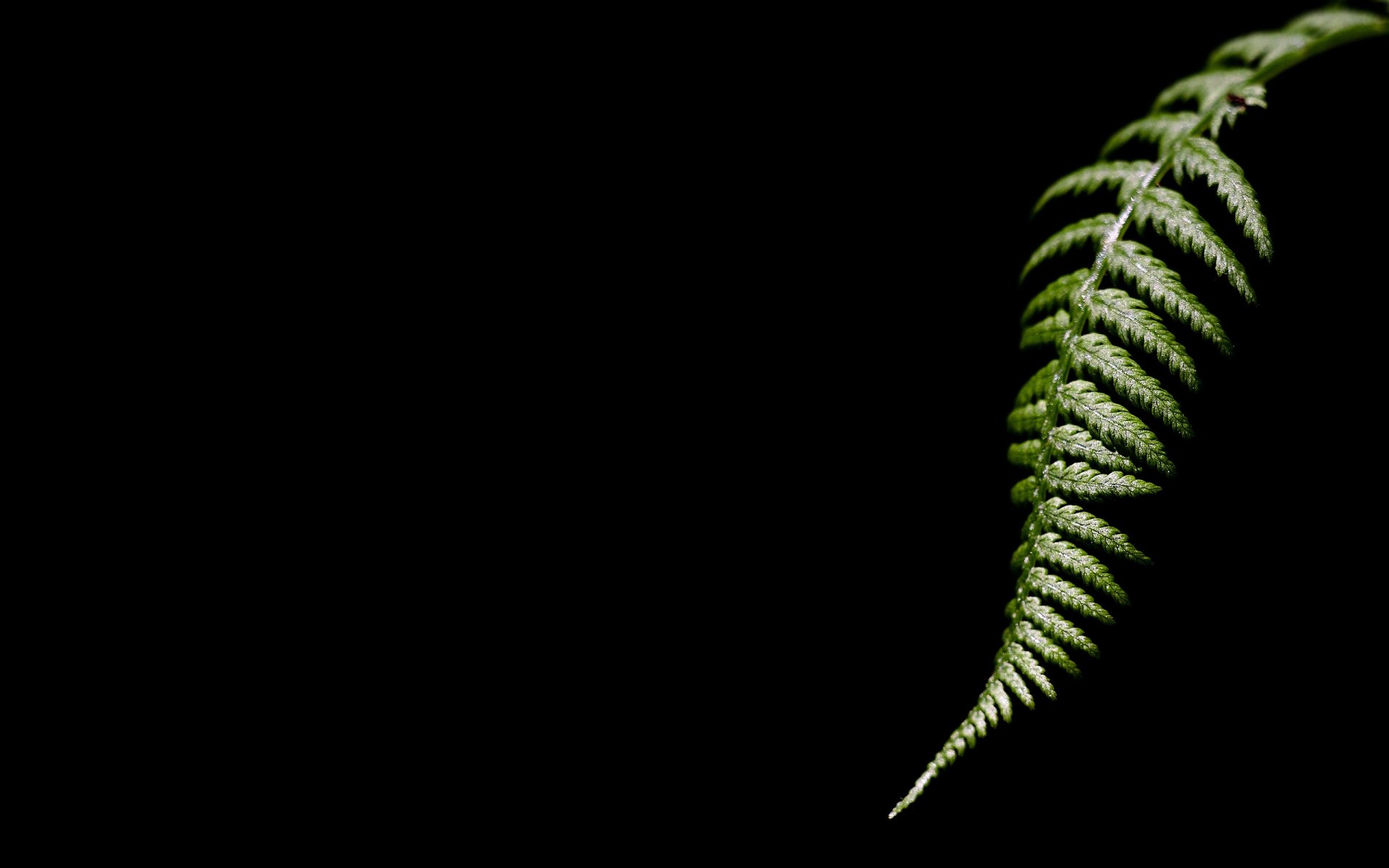 Download Nature Fern HD Wallpaper