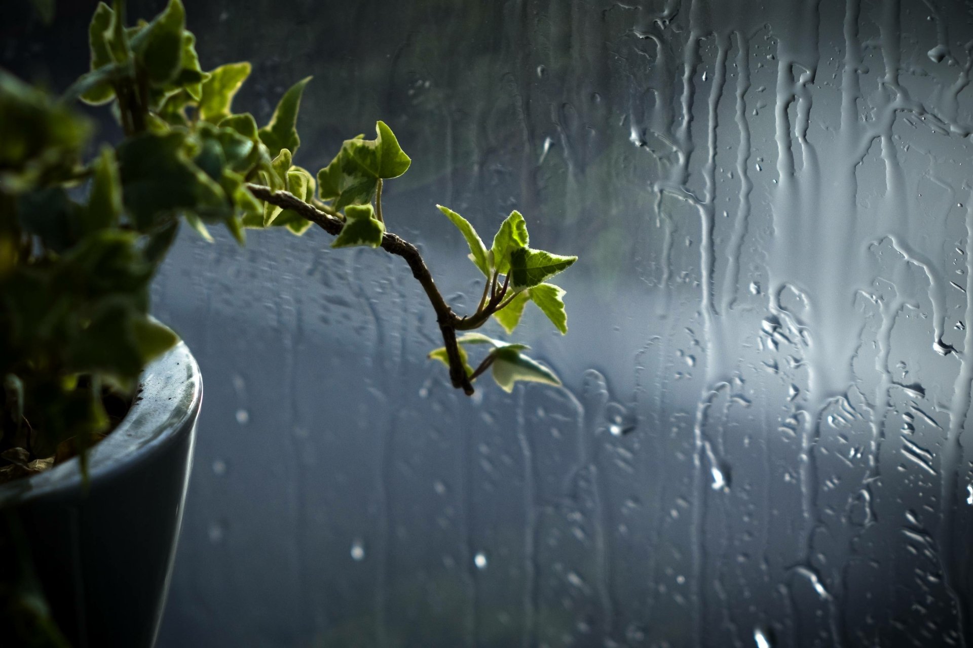 Serene Nature: HD Wallpaper of a Plant by Rainy Window