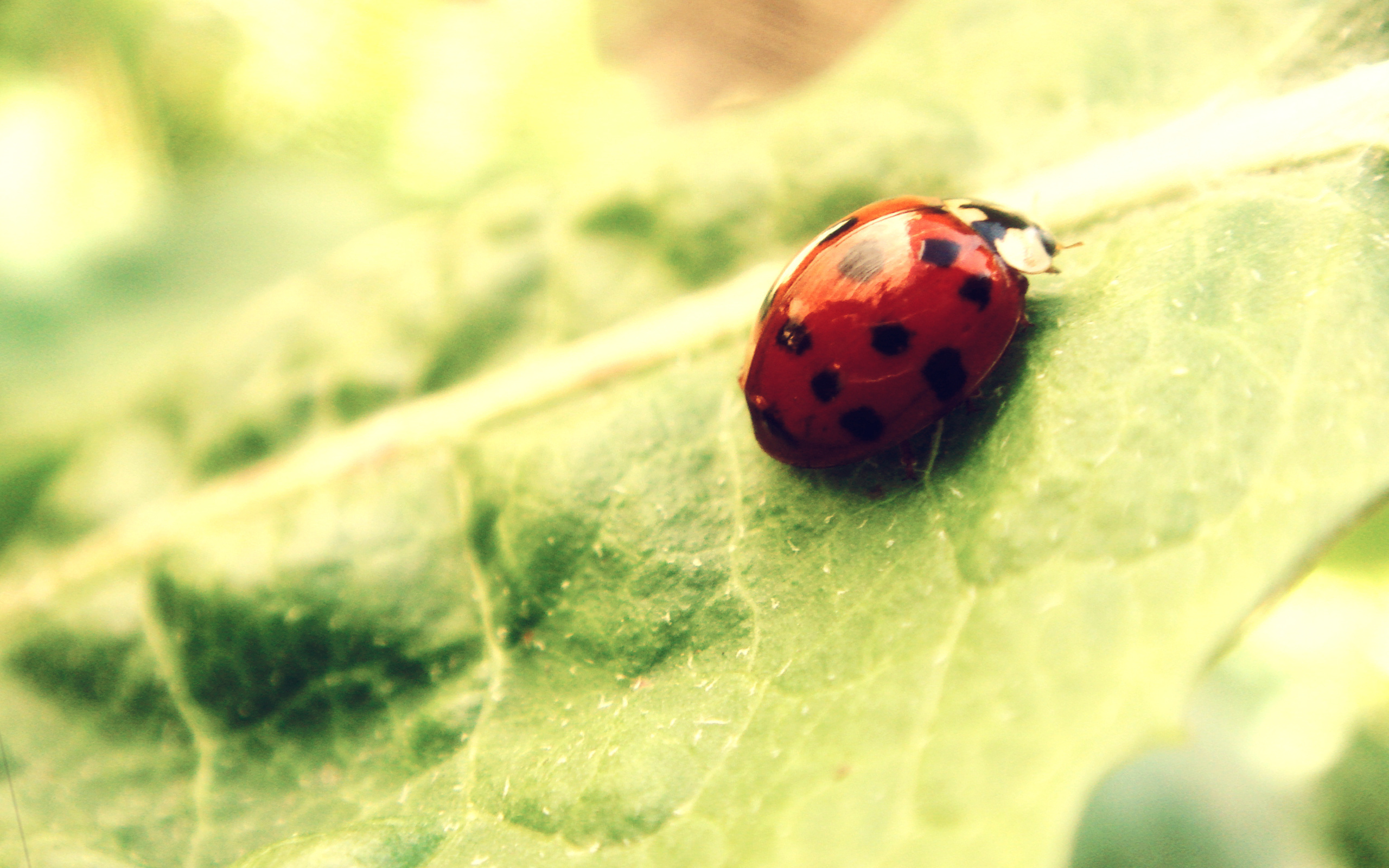 Download Animal Ladybug HD Wallpaper