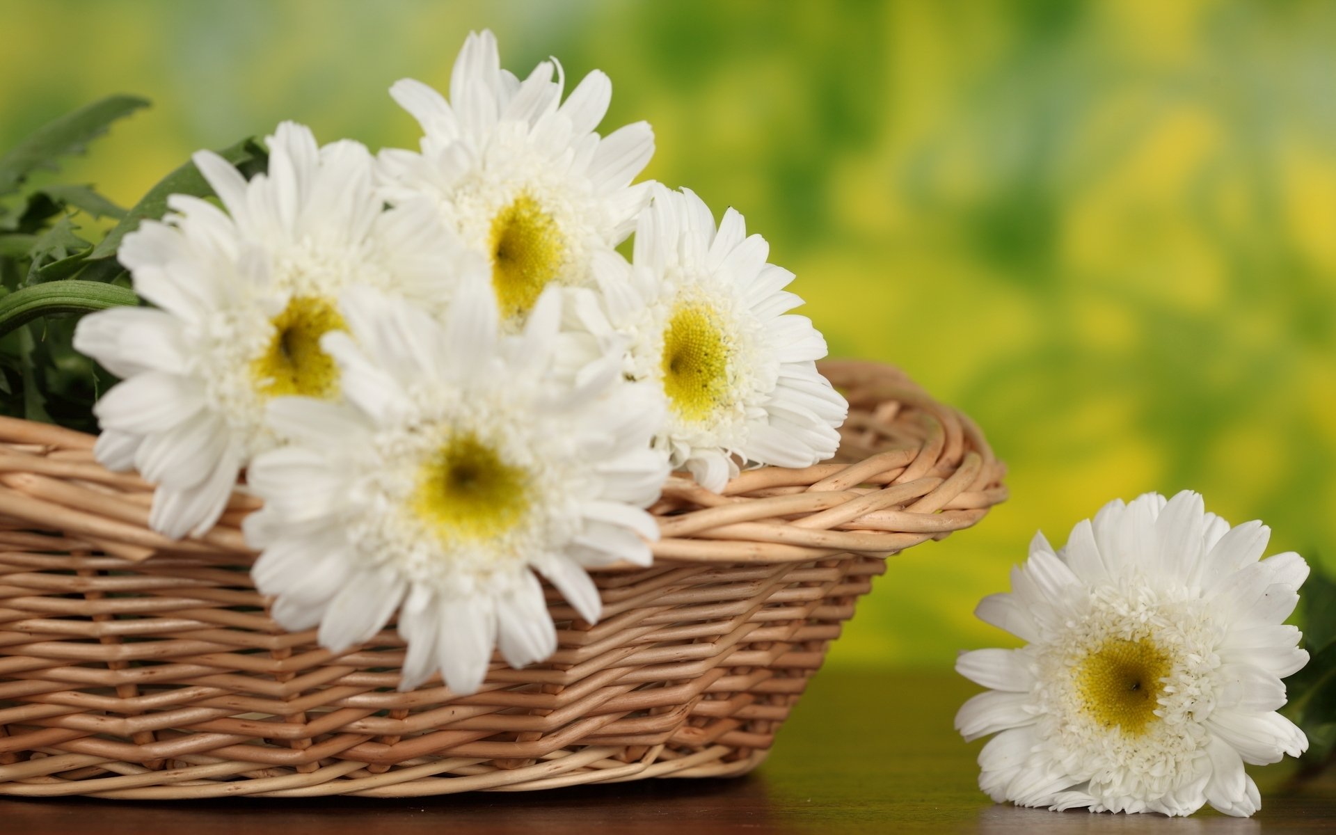 Download Nature Daisy HD Wallpaper | 1920x1200 | Wallpaper Abyss