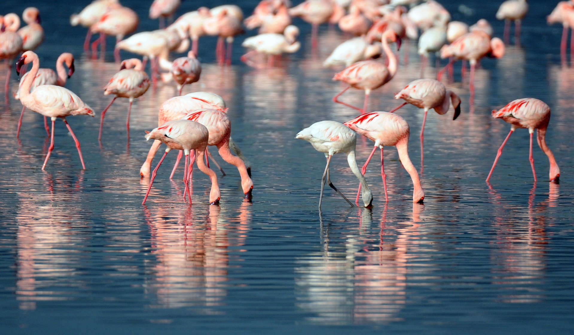 4K Ultra HD Flamingo Flock: Graceful Wildlife in Stunning Detail