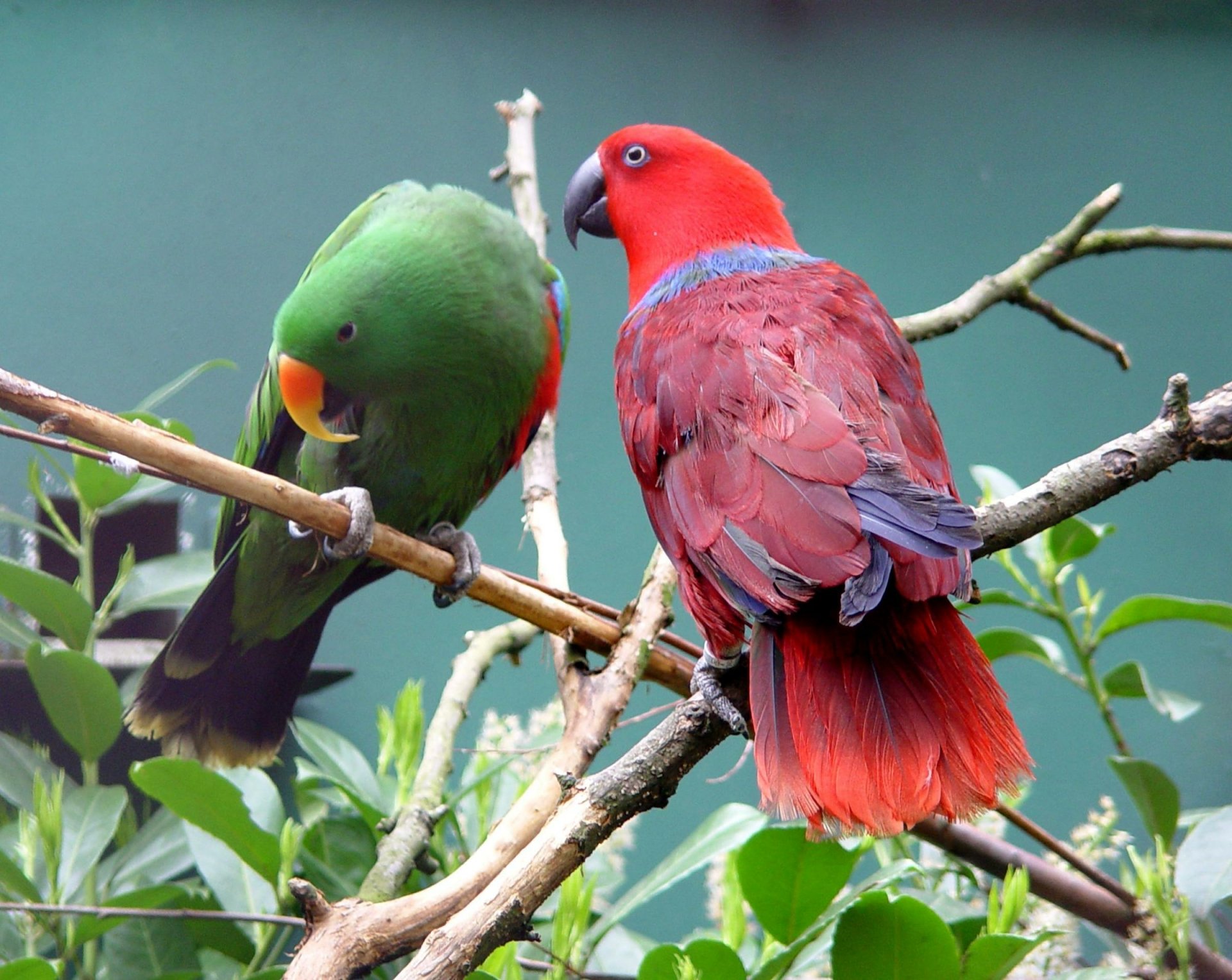 Vibrant Parrots: An HD Wallpaper of Nature's Colorful Duo