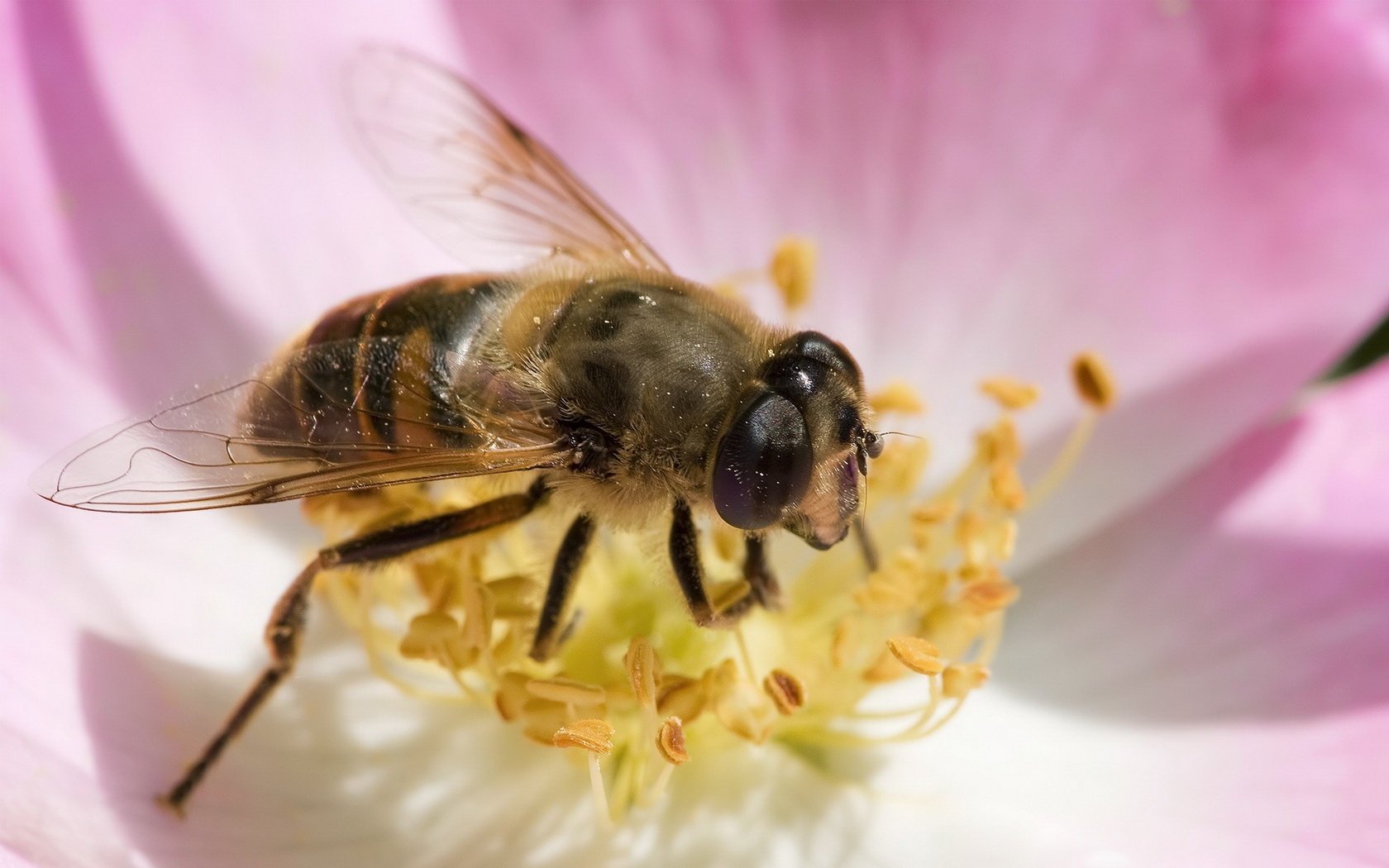 Download Animal Bee Wallpaper