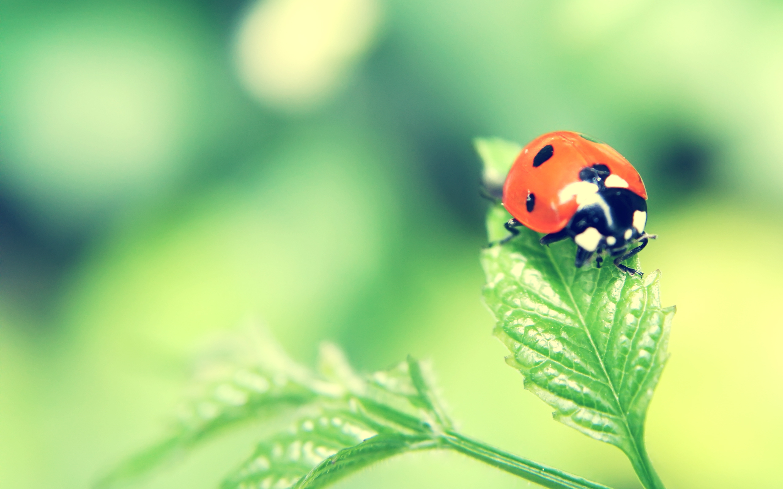 Download Animal Ladybug HD Wallpaper