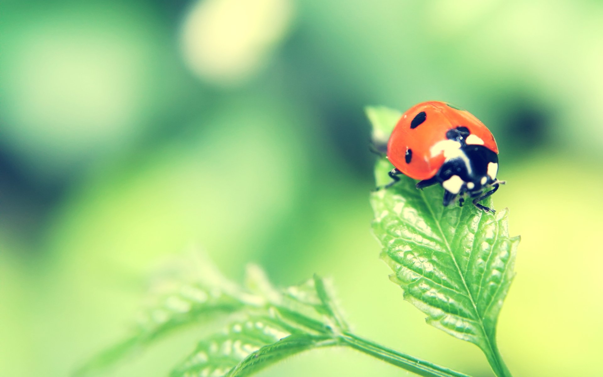 Download Animal Ladybug HD Wallpaper