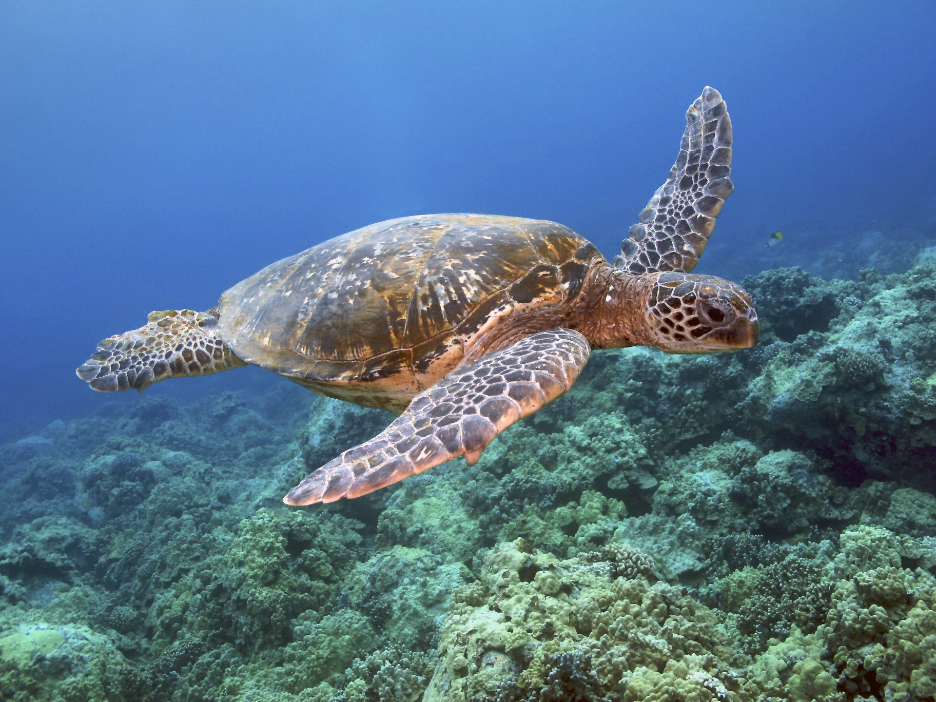 Serene HD Wallpaper of a Majestic Turtle in Aquatic Bliss