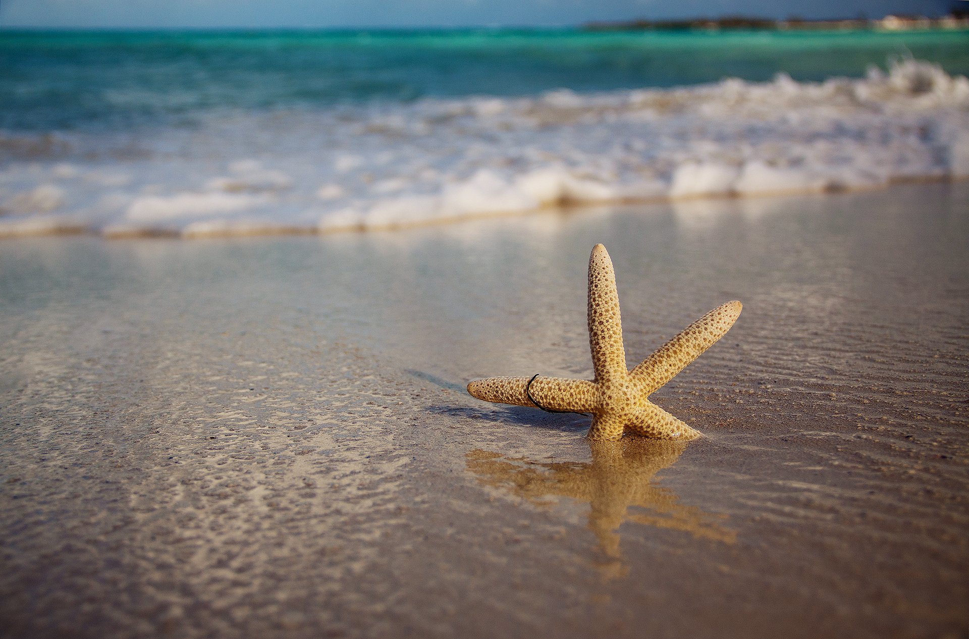 Download Animal Starfish HD Wallpaper