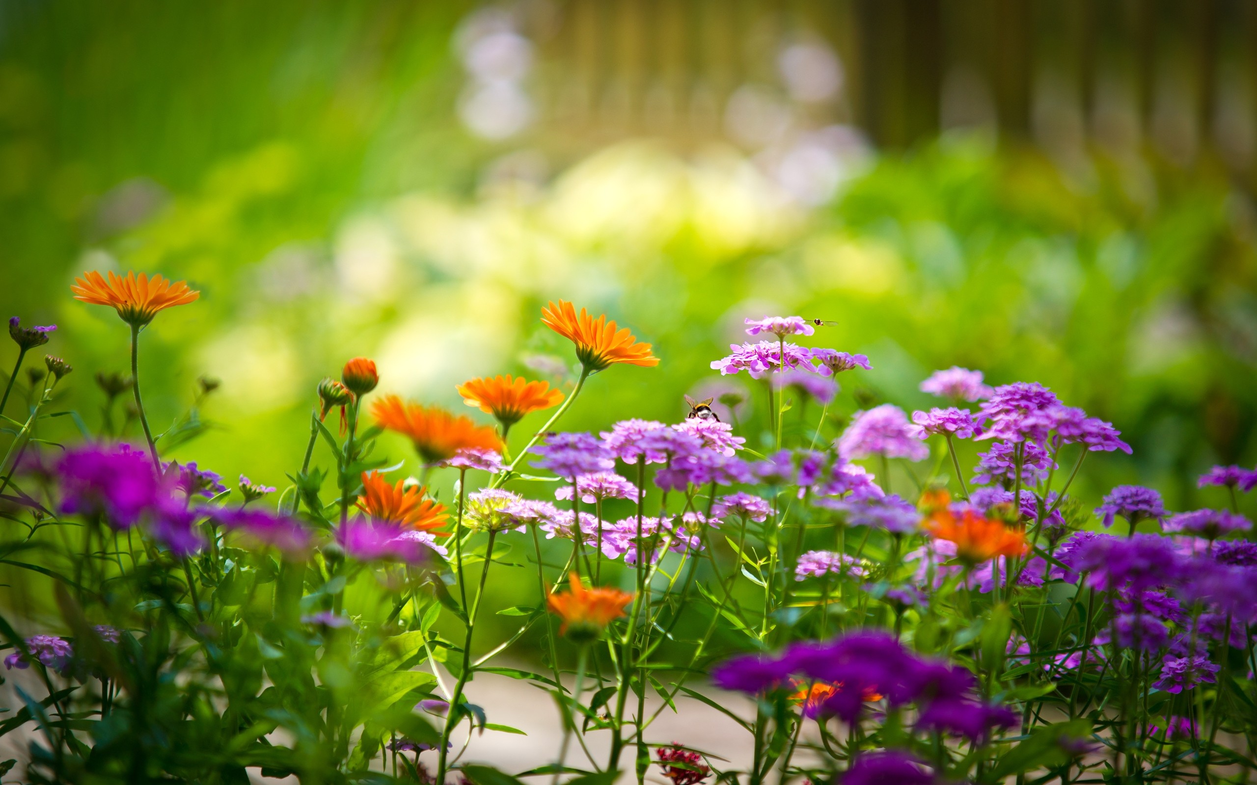 Fleur Fond D cran HD Arri re Plan 2560x1600 ID 455680 Fleur Fond D cran HD Arri re Plan 2560x1600 ID 455680