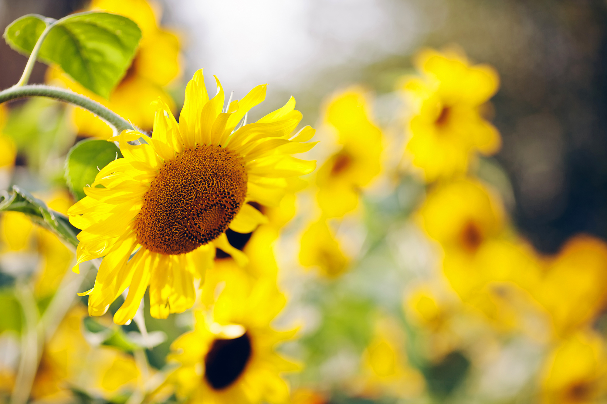Download Nature Sunflower HD Wallpaper