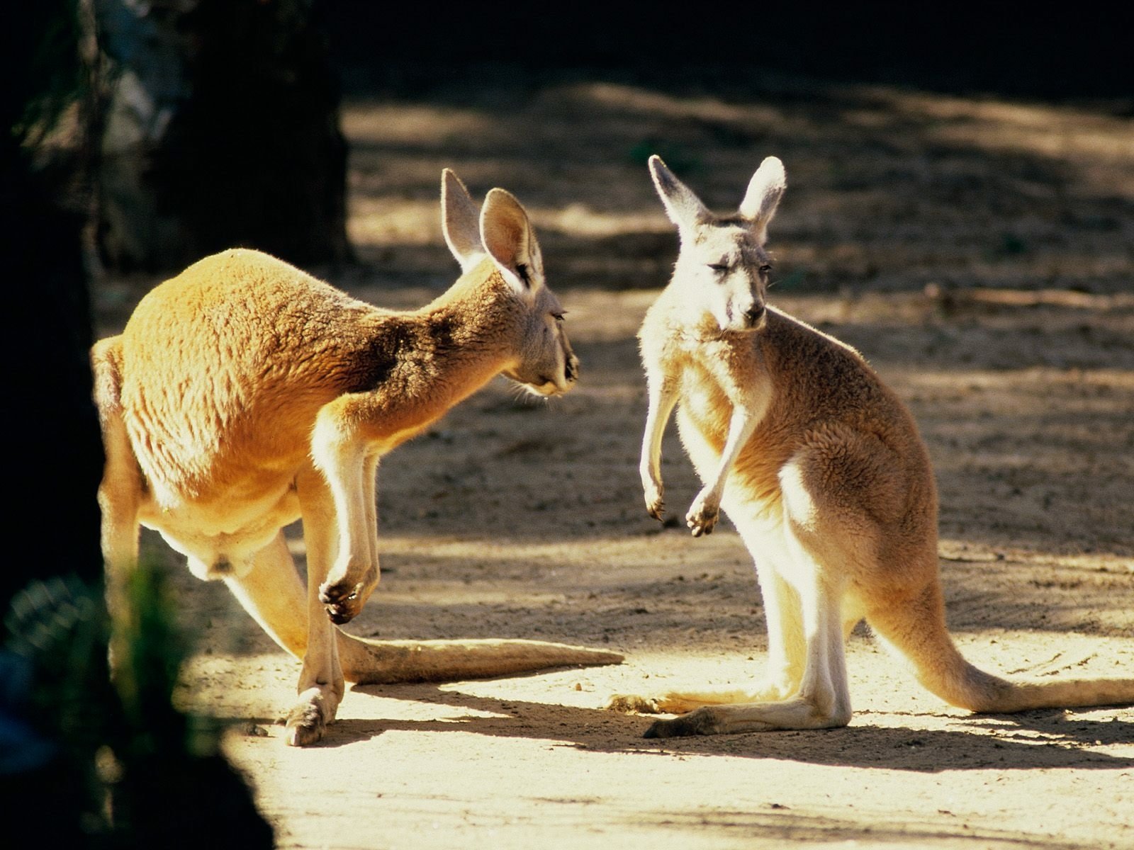 Download Animal Kangaroo Wallpaper