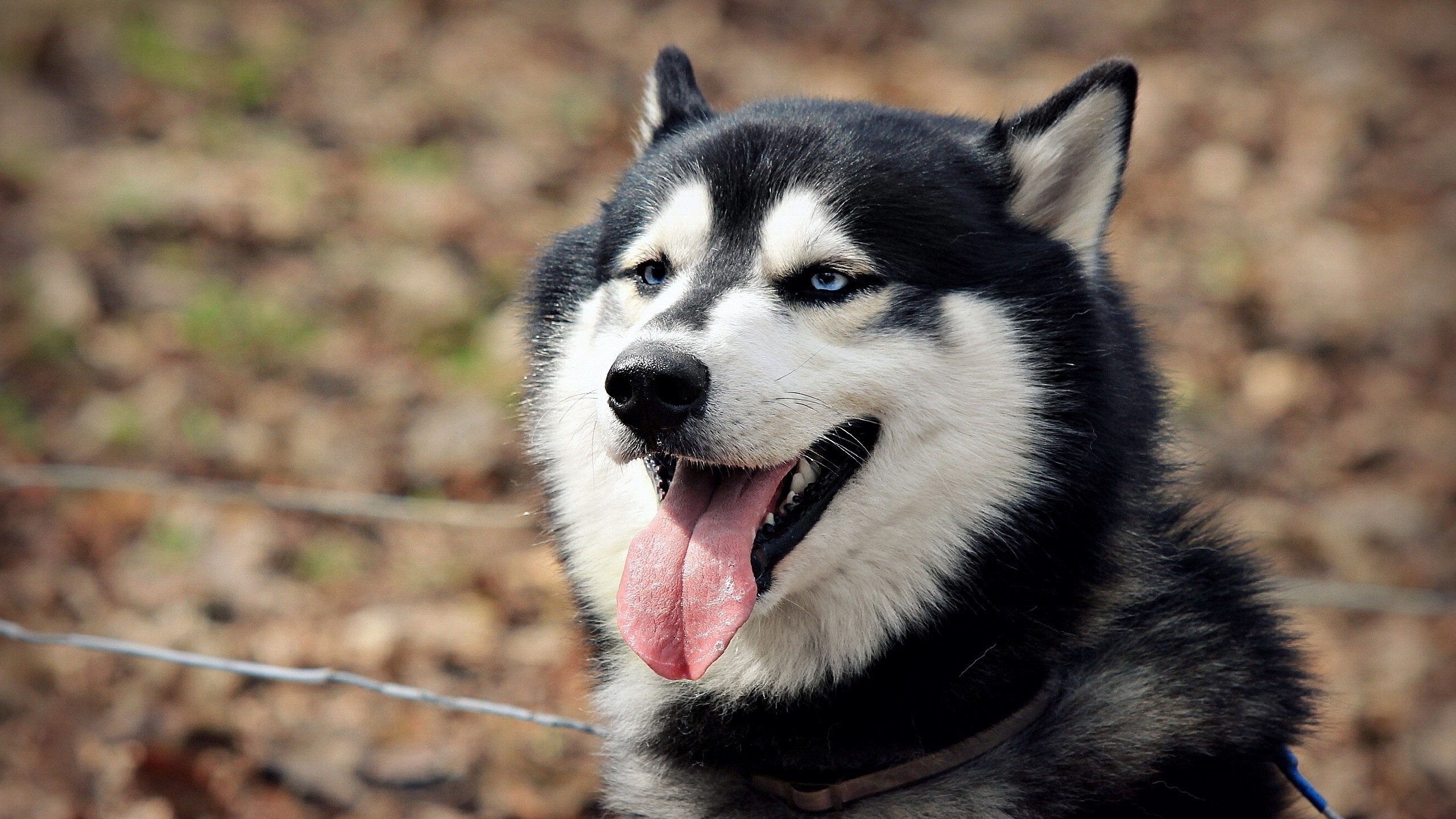 Download Animal Husky HD Wallpaper