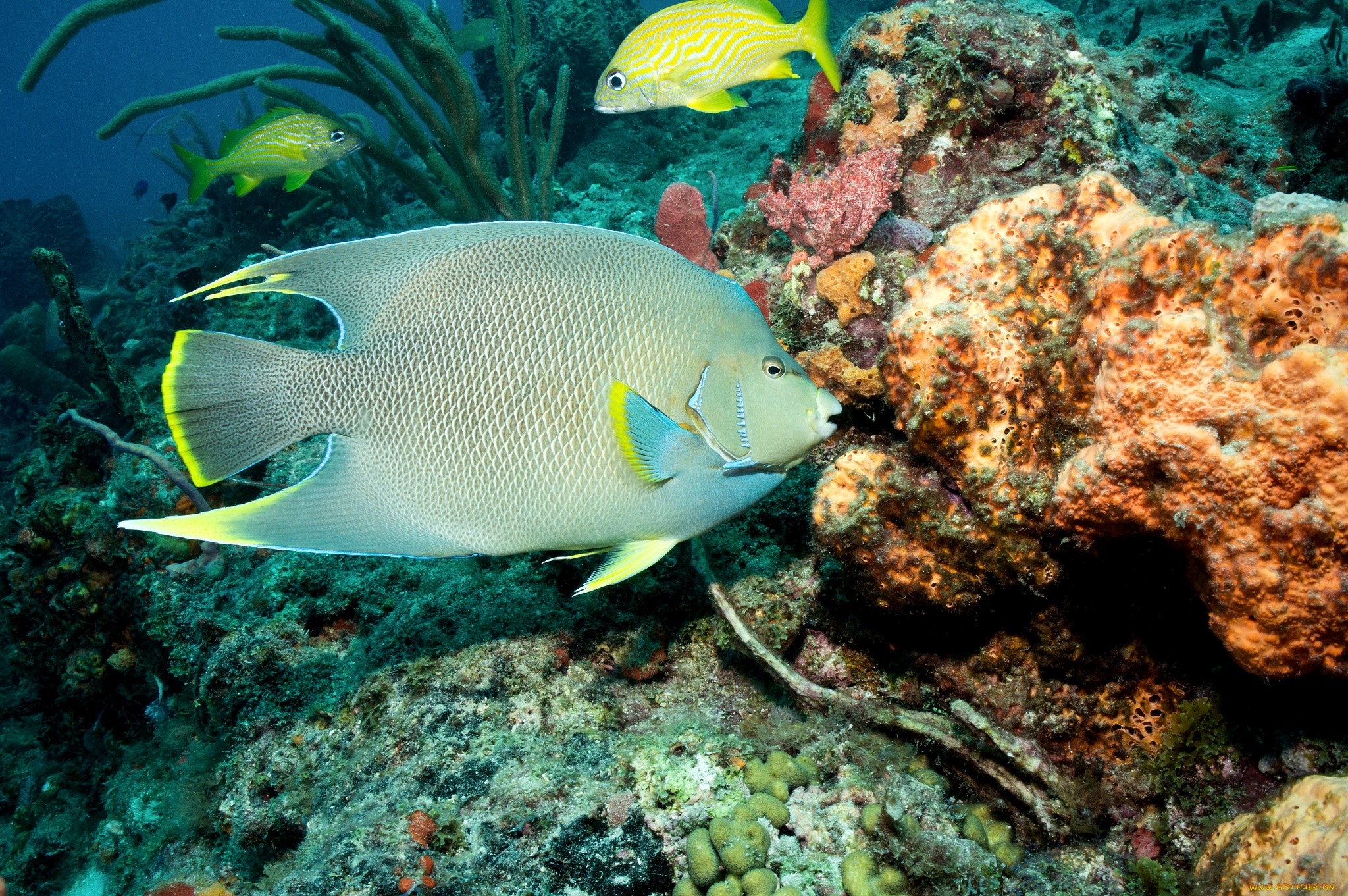 Download Animal Fish HD Wallpaper