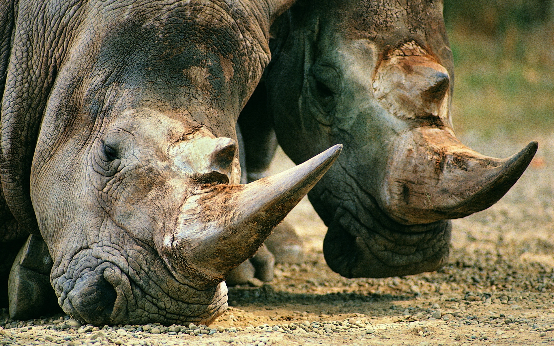 Download Animal Rhino HD Wallpaper