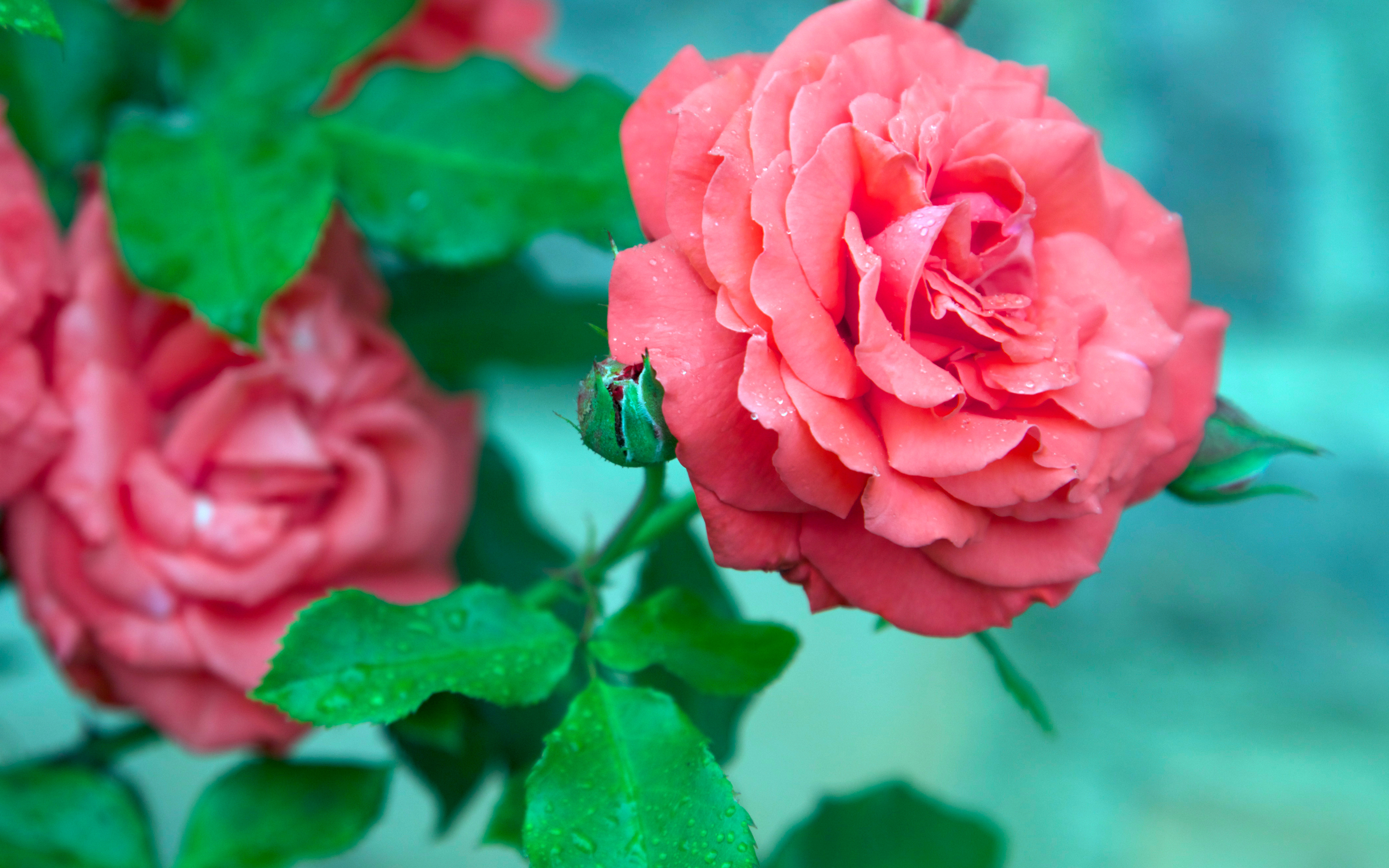 Download Nature Rose HD Wallpaper