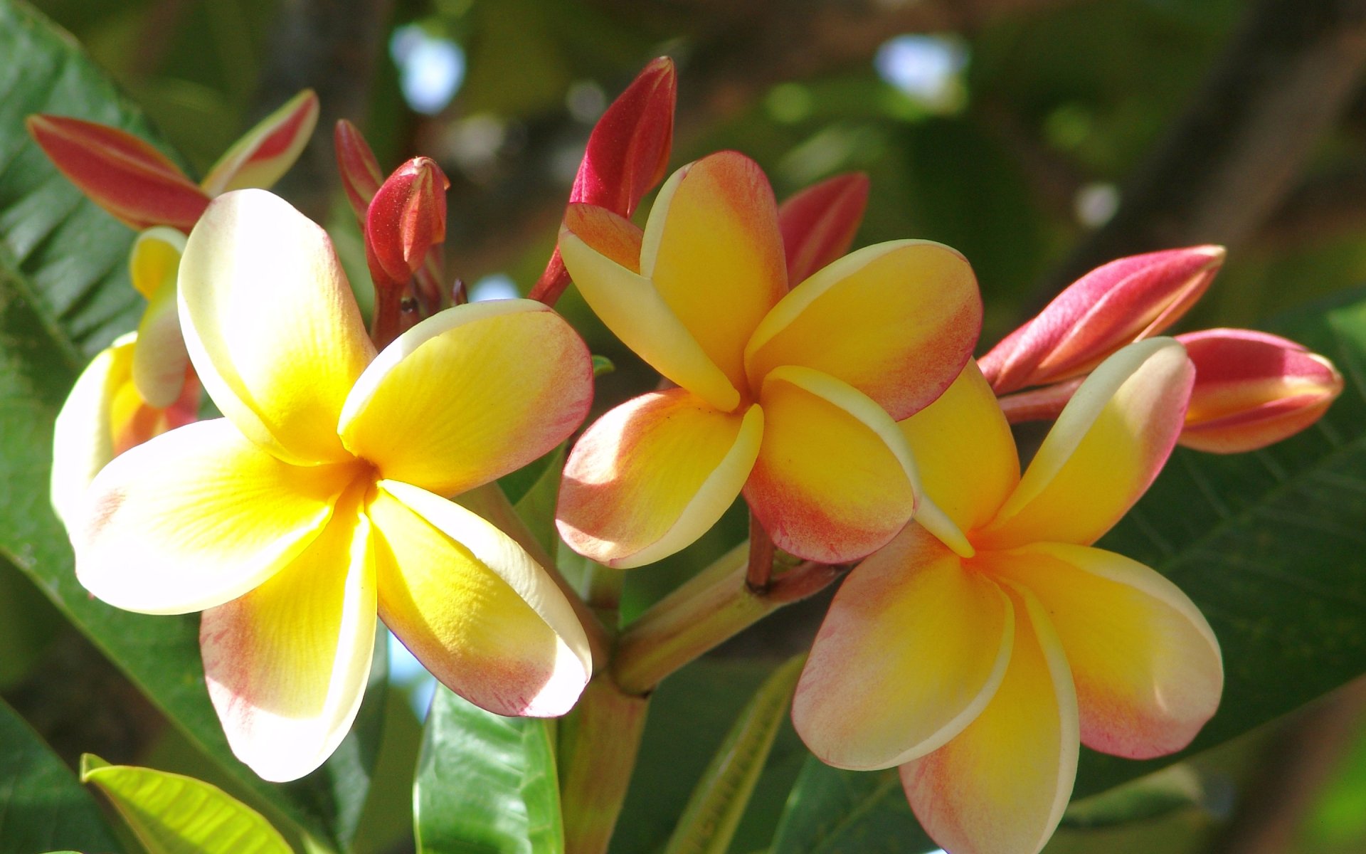 Download Nature Frangipani HD Wallpaper
