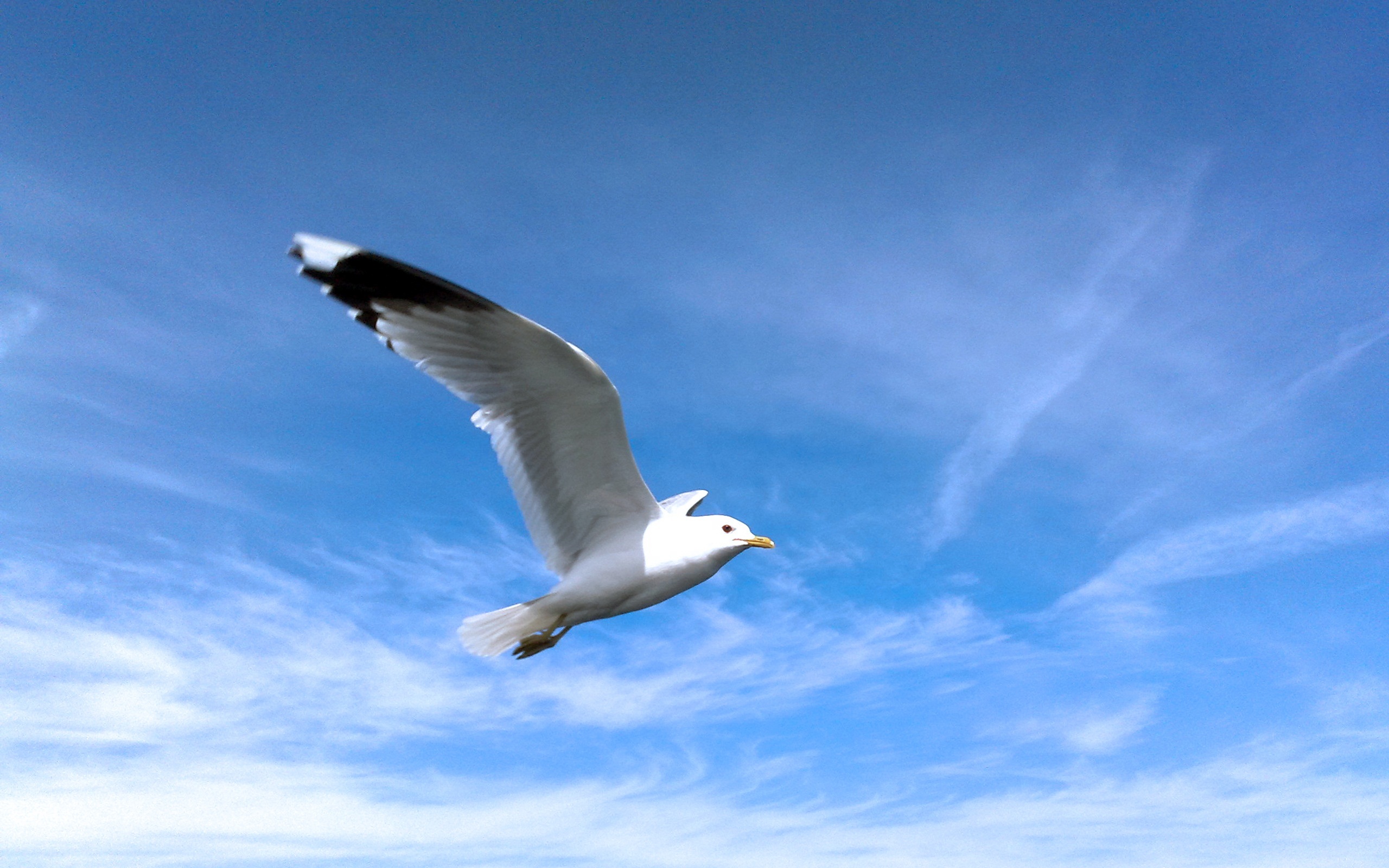 Beautiful Flying Seagull Hd