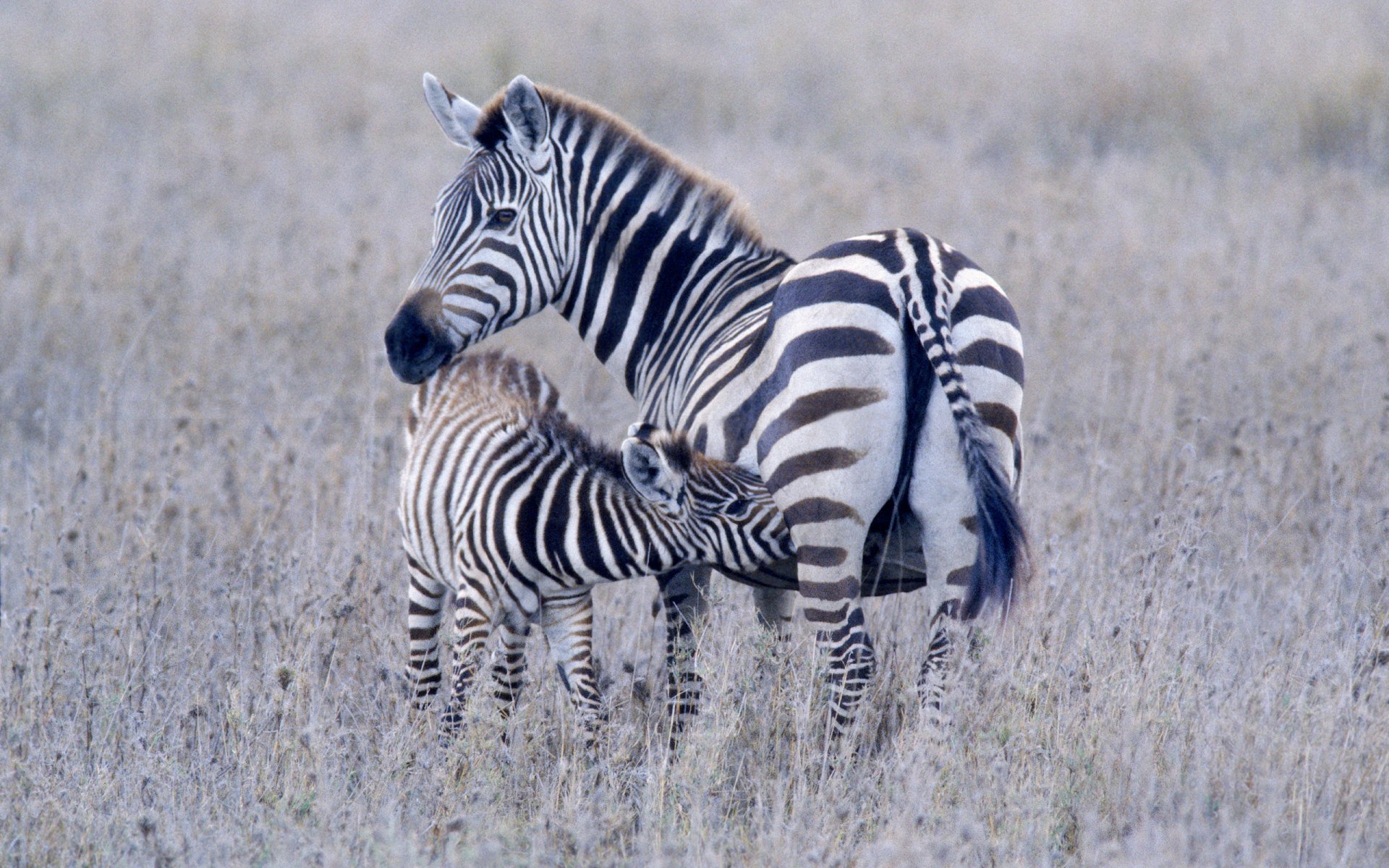 Majestic Zebra Duo in HD Animal Wallpaper Splendor | 2560x1600 ...