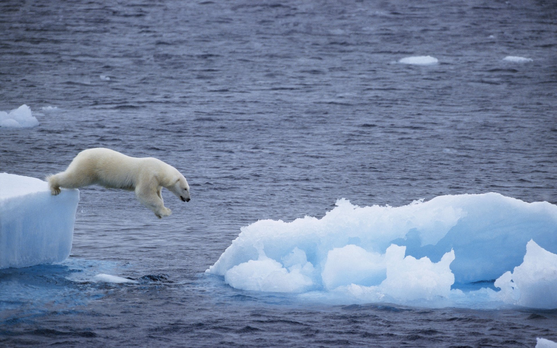 Download Animal Polar Bear HD Wallpaper