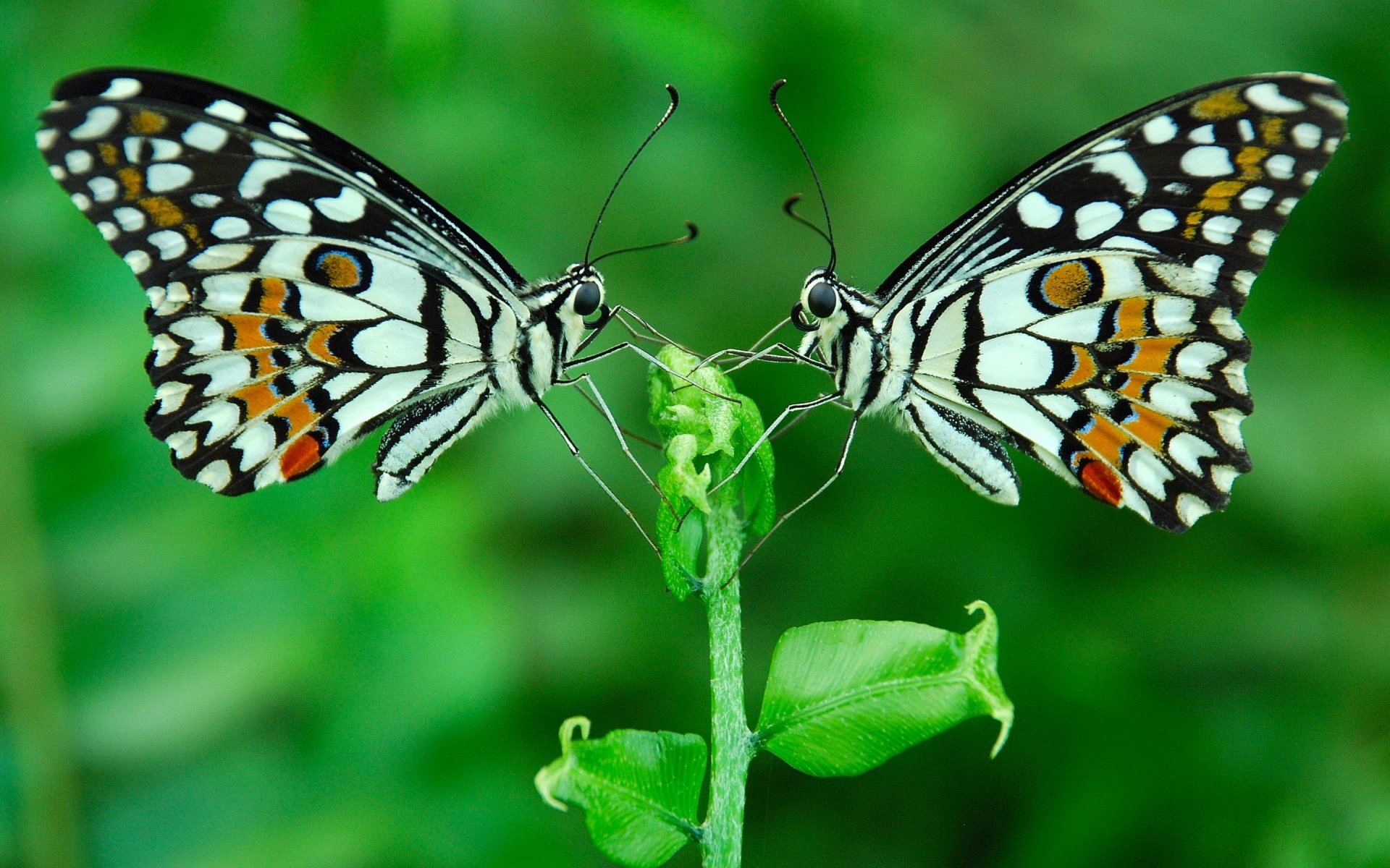Download Animal Butterfly HD Wallpaper