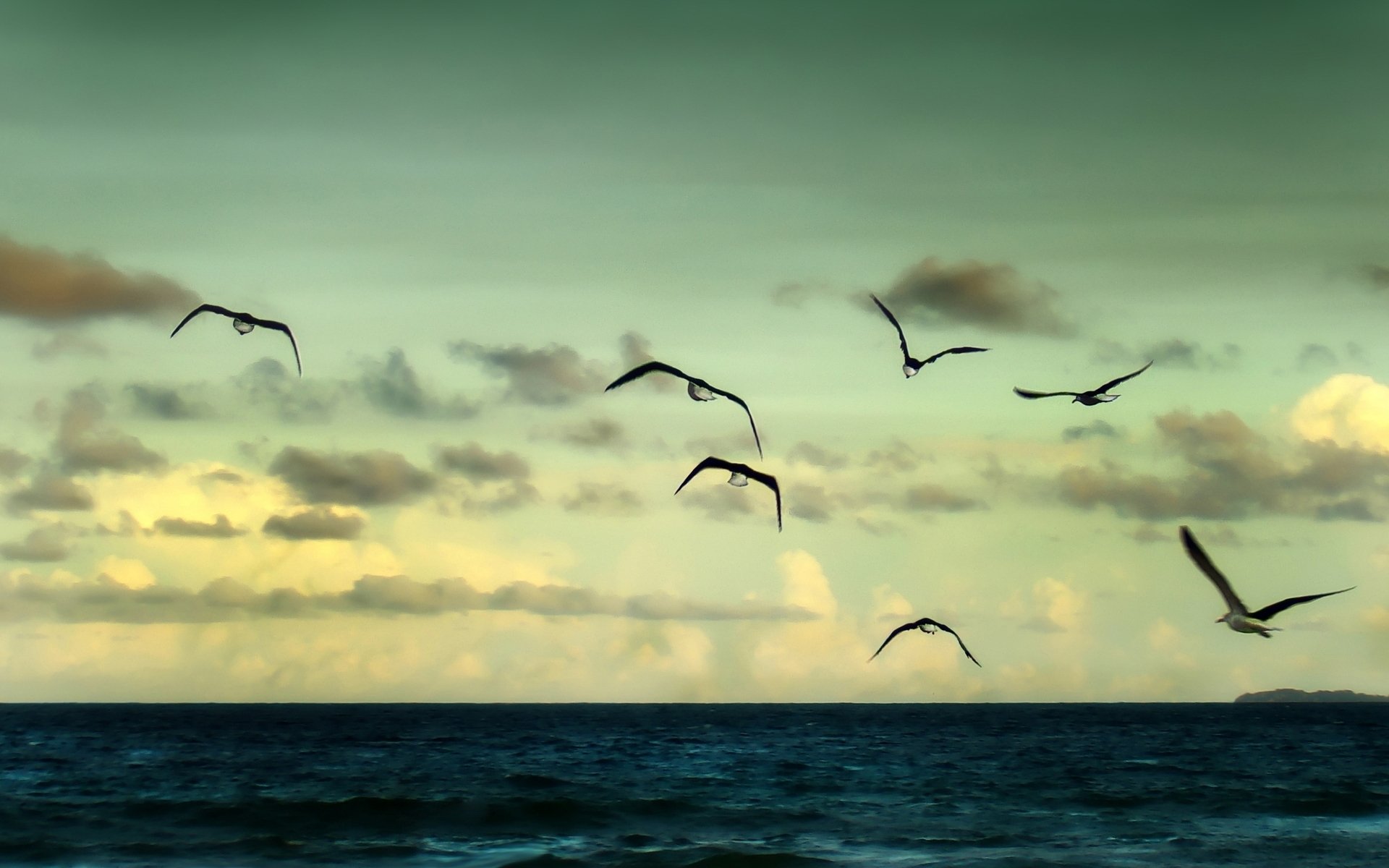Seagull Serenade — HD Coastal Wallpaper | 1920x1200 | Wallpaper Abyss