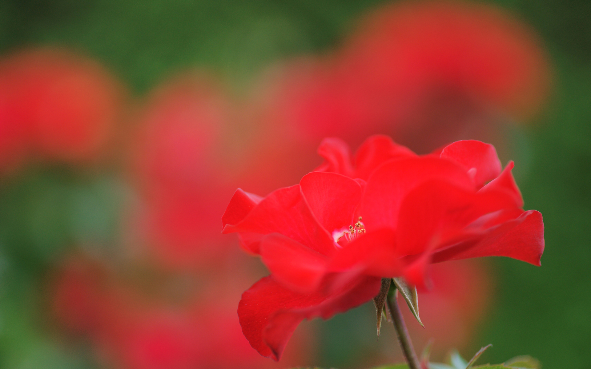 Nature Rose HD Wallpaper