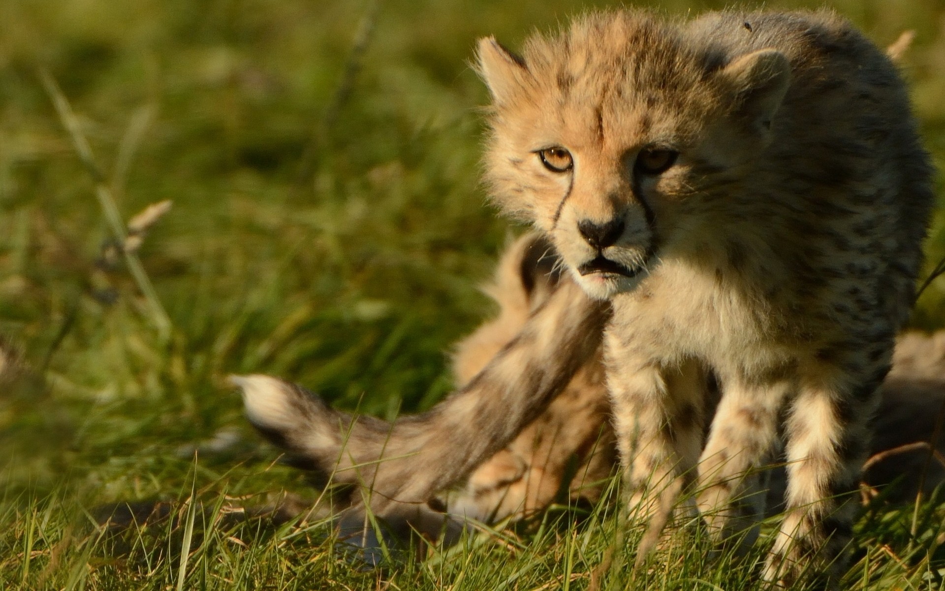 Animal Cheetah HD Wallpaper