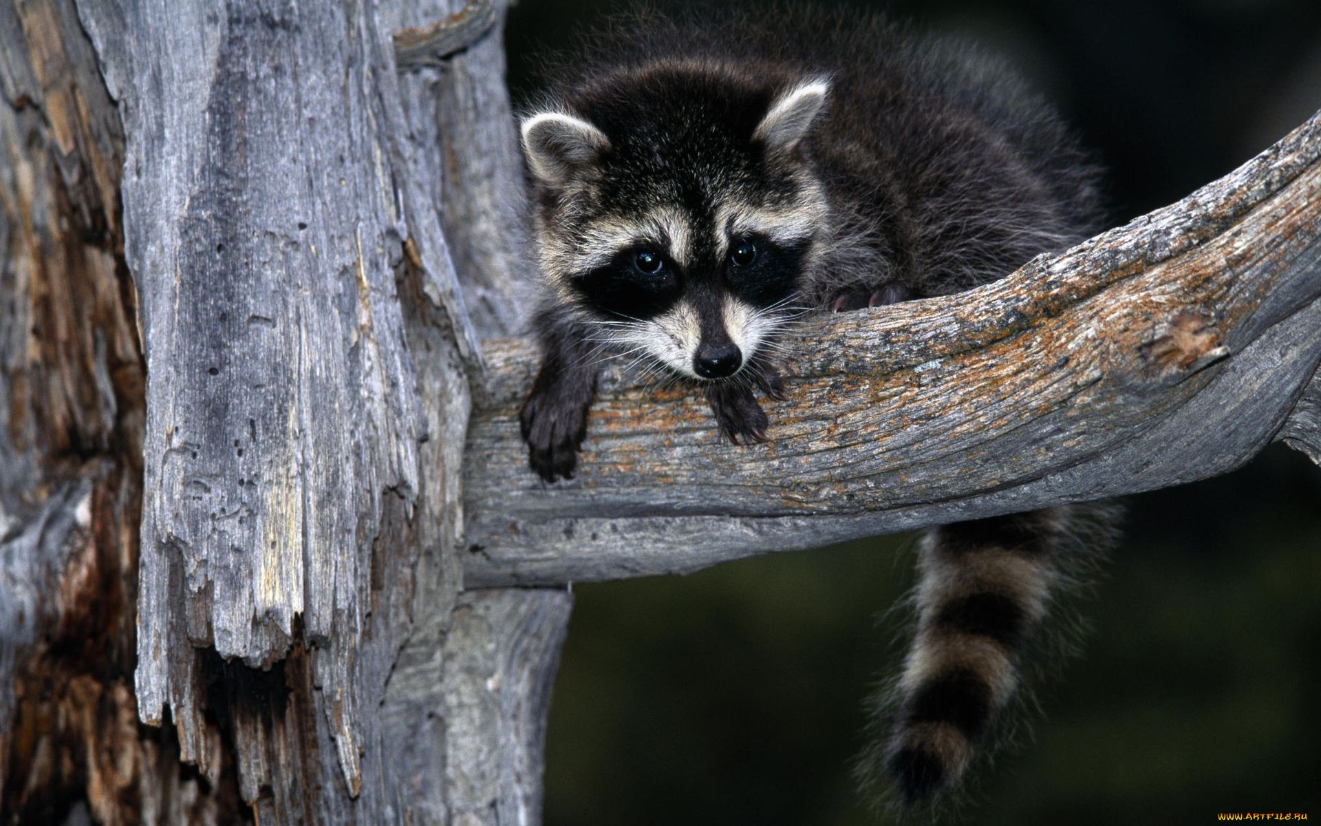 Download Animal Raccoon HD Wallpaper