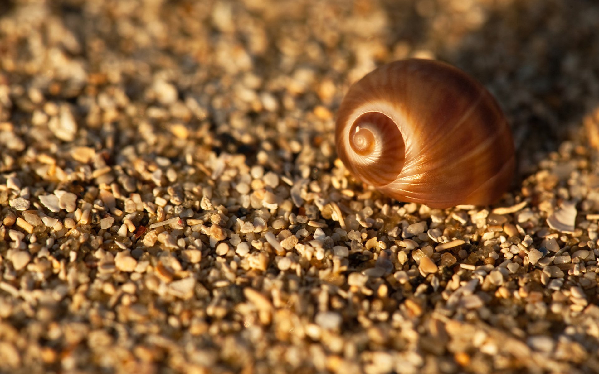 Snail HD Wallpaper
