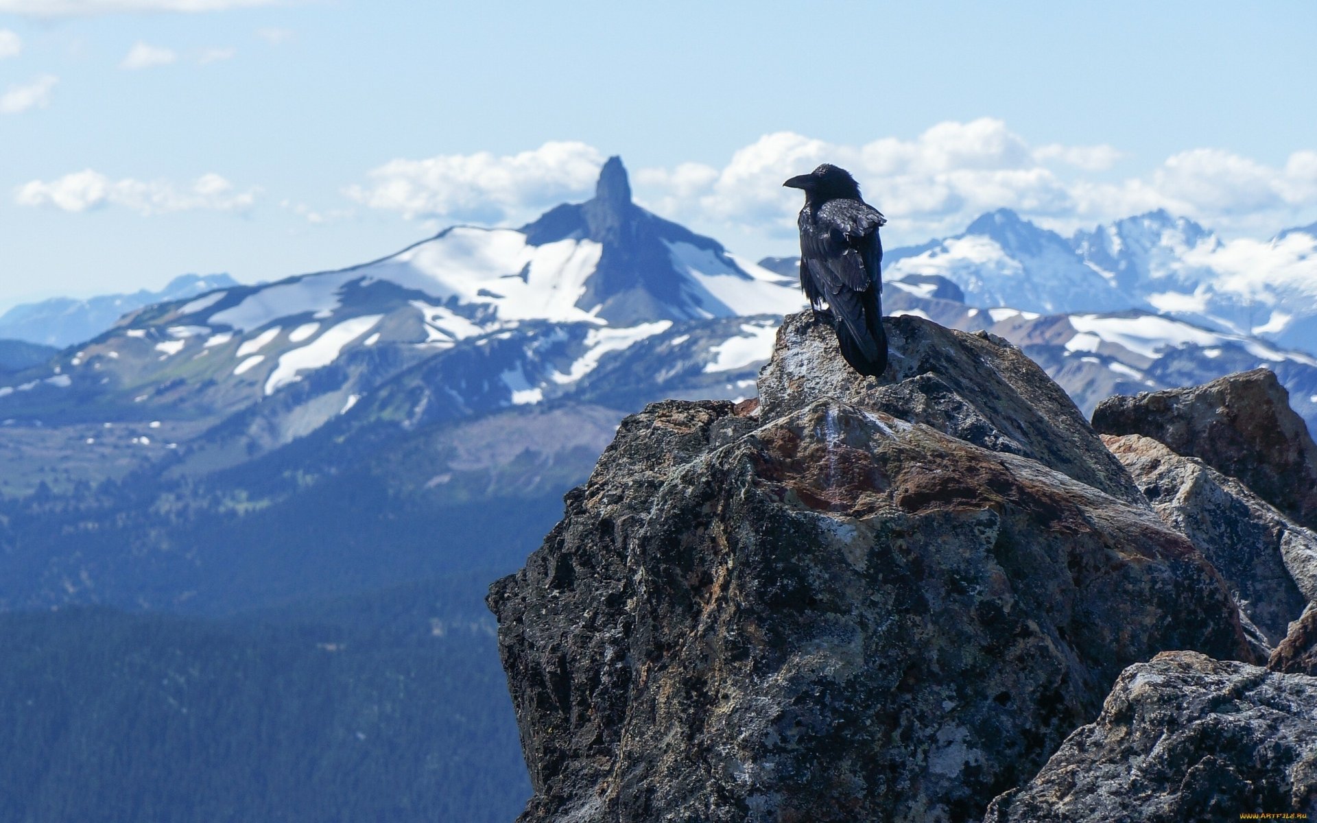 Majestic Raven Perched on Mountain Peak – HD Wildlife Wallpaper