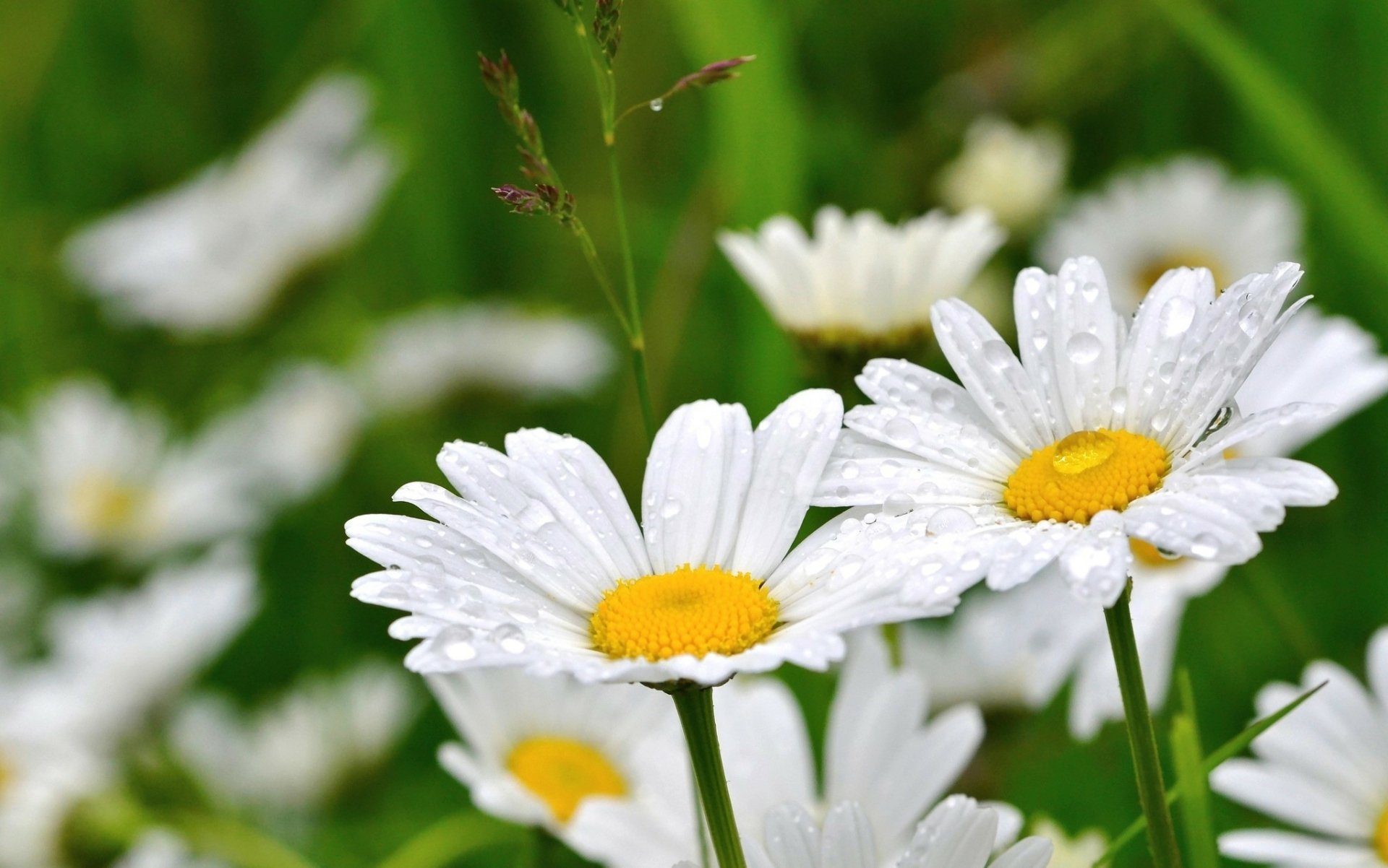 Download Nature Daisy HD Wallpaper