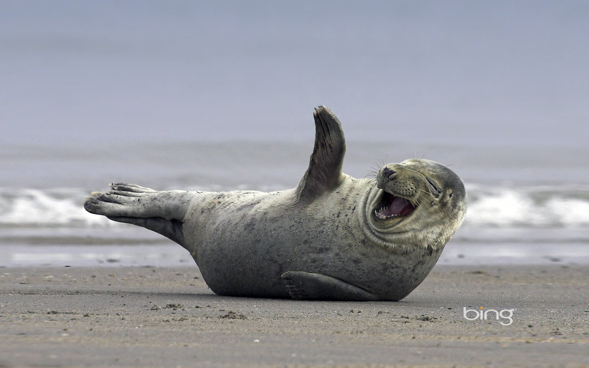 Playful Seal on Shoreline – HD Free Animal Wallpaper