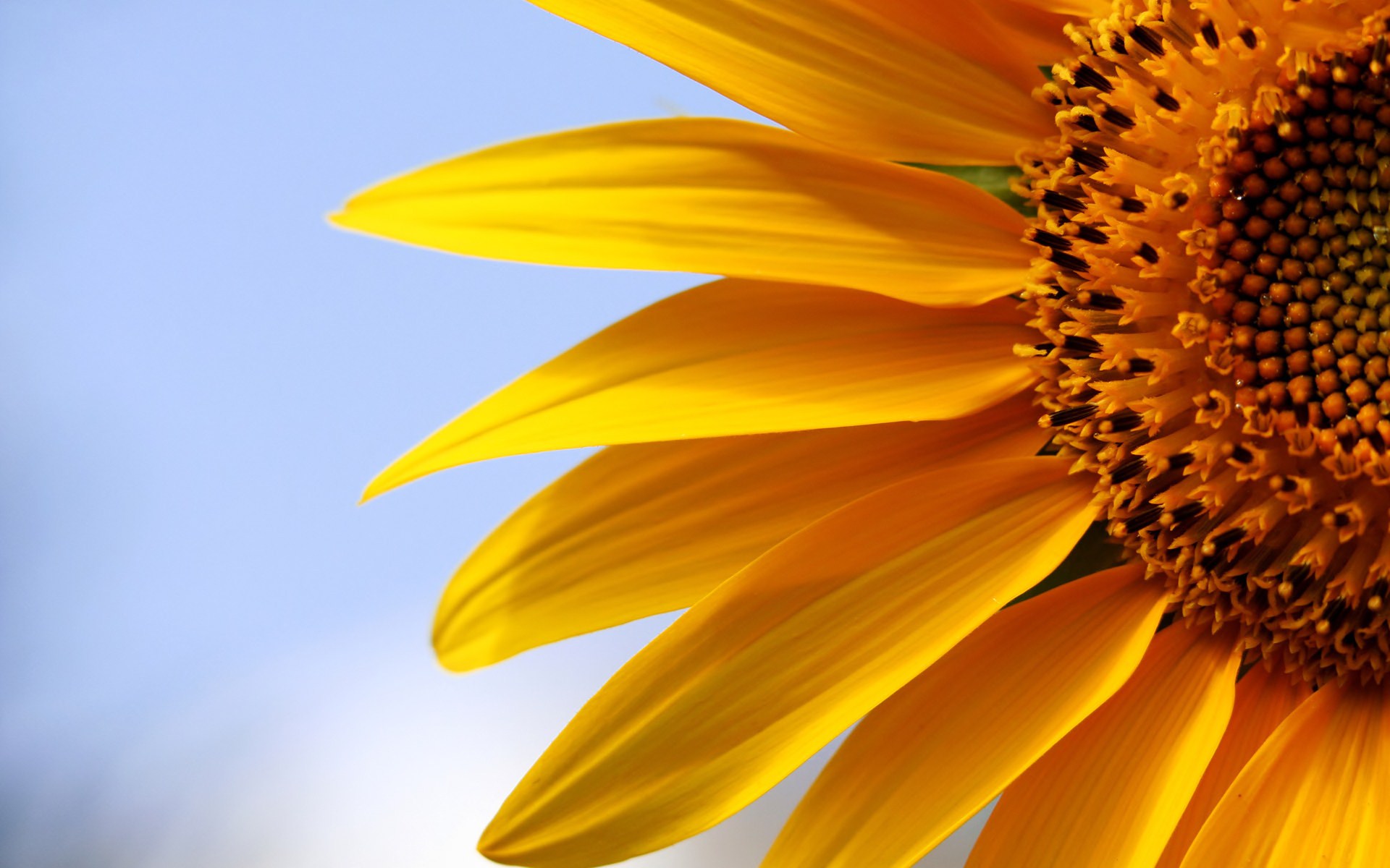 Download Nature Sunflower HD Wallpaper