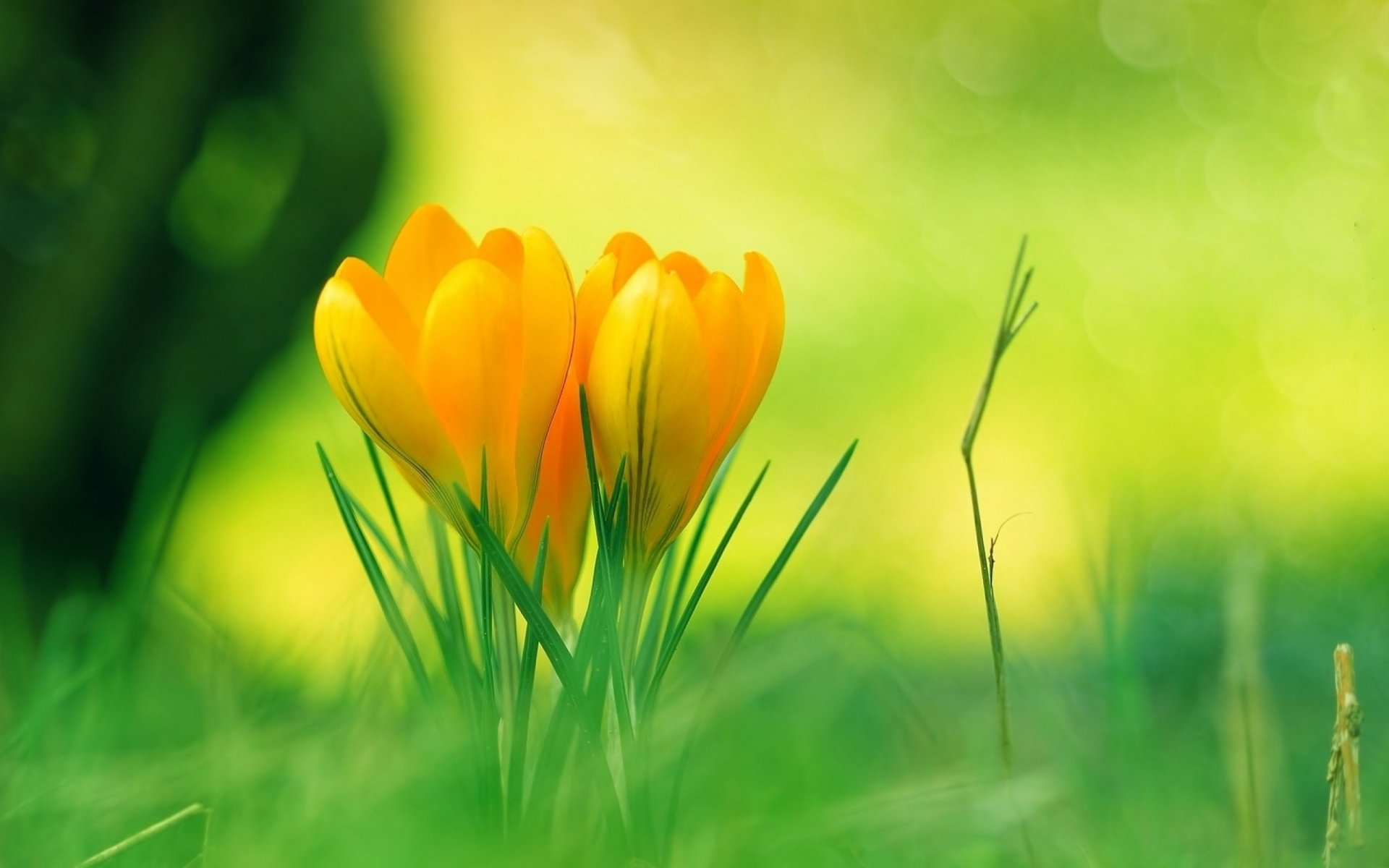 Download Pastel Nature Crocus HD Wallpaper