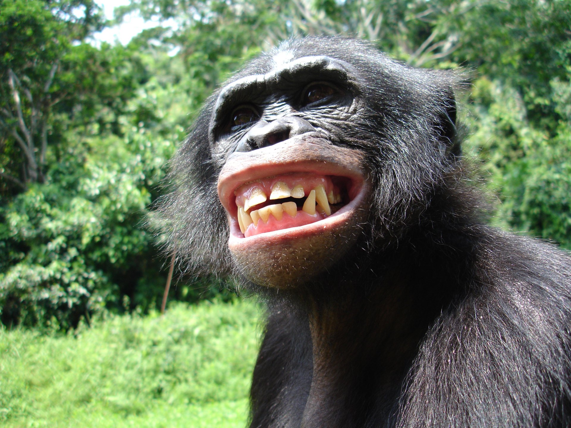 Grinning Chimpanzee — 2K Quad HD Animal Wallpaper