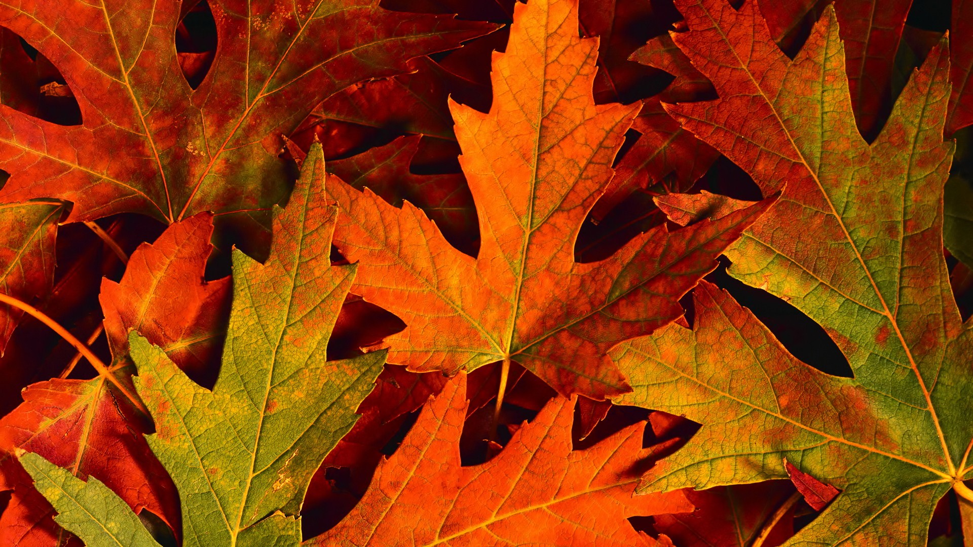 Leaf HD Wallpaper | Background Image | 1920x1080 | ID:466423 ...