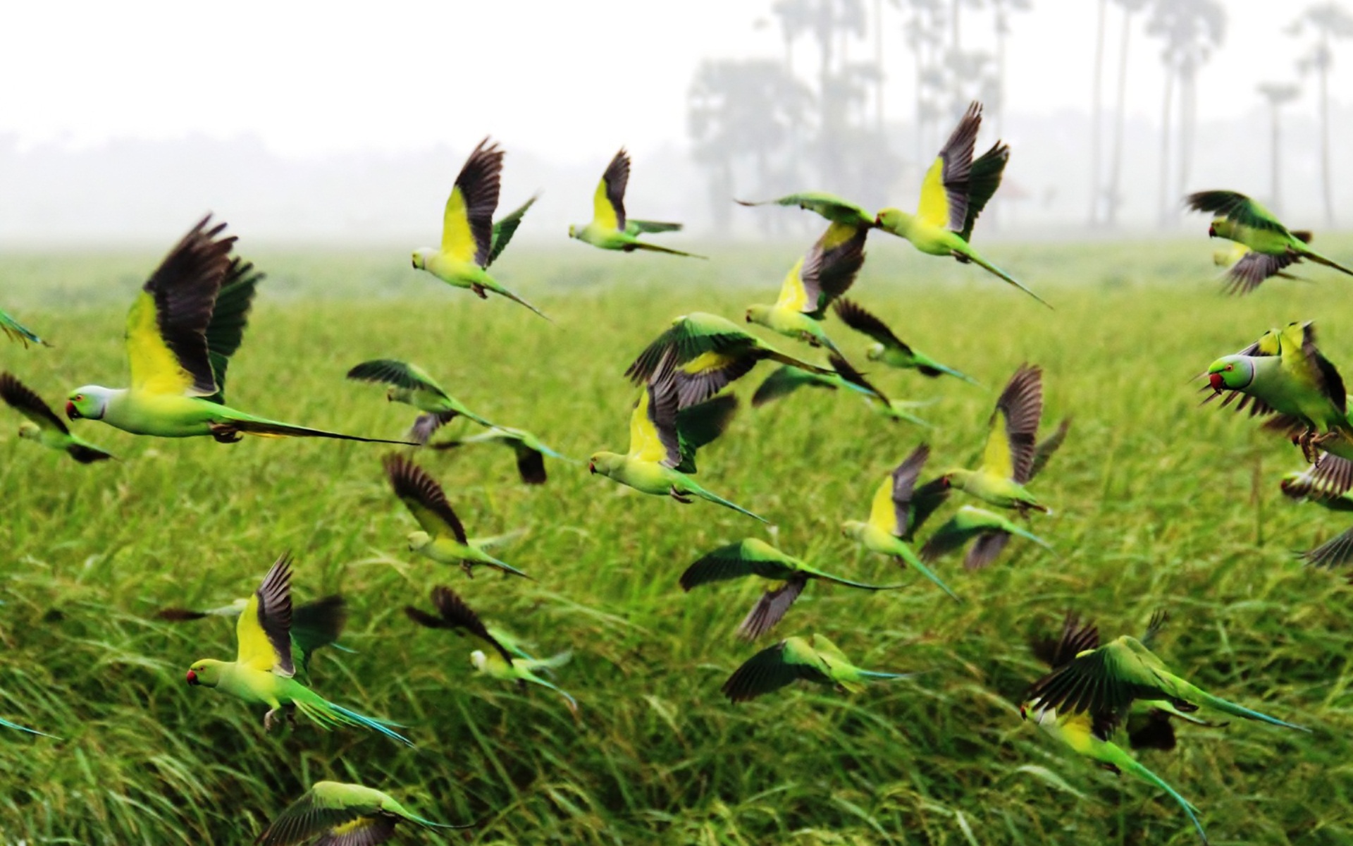 HD Wallpaper of Rose-Ringed Parakeets in Flight