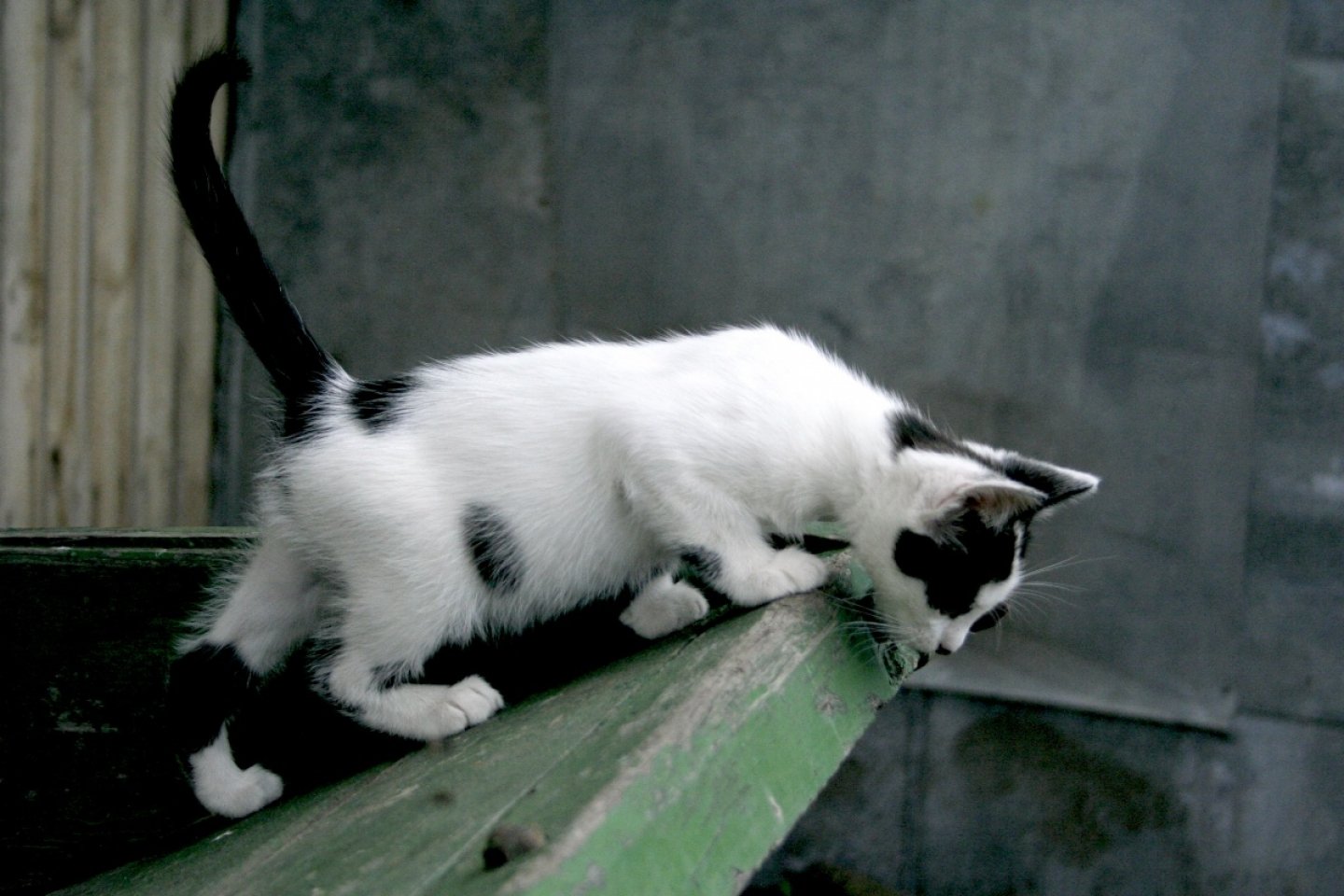 Cat Contemplating Whether to Jump