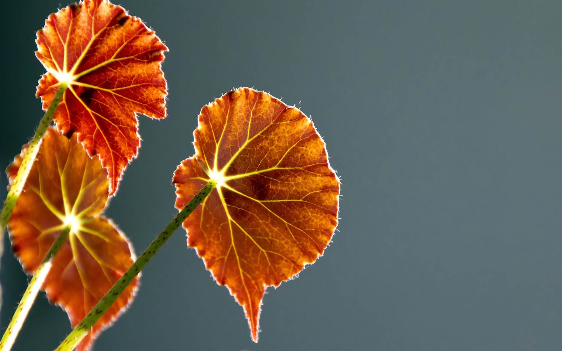 Download Nature Leaf HD Wallpaper