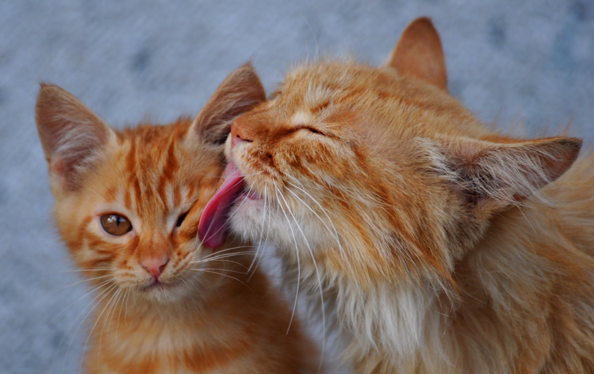 Heartwarming Cat Duo - HD Wallpaper