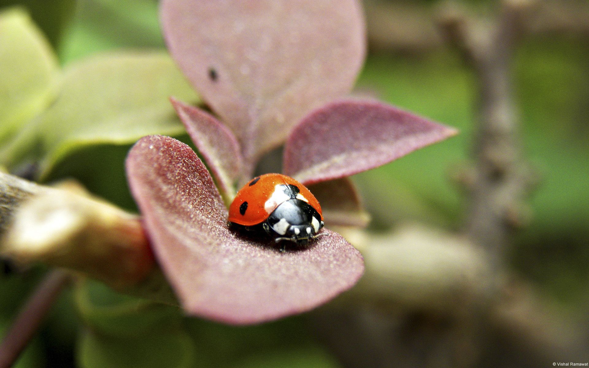 Animal Ladybug HD Wallpaper