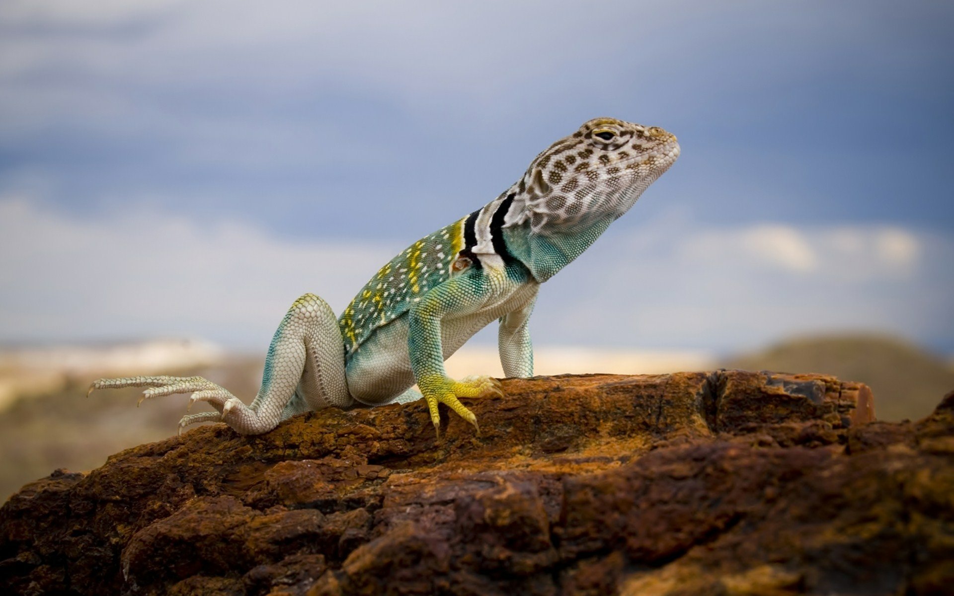 Download Reptile Lizard Animal Collared Lizard HD Wallpaper
