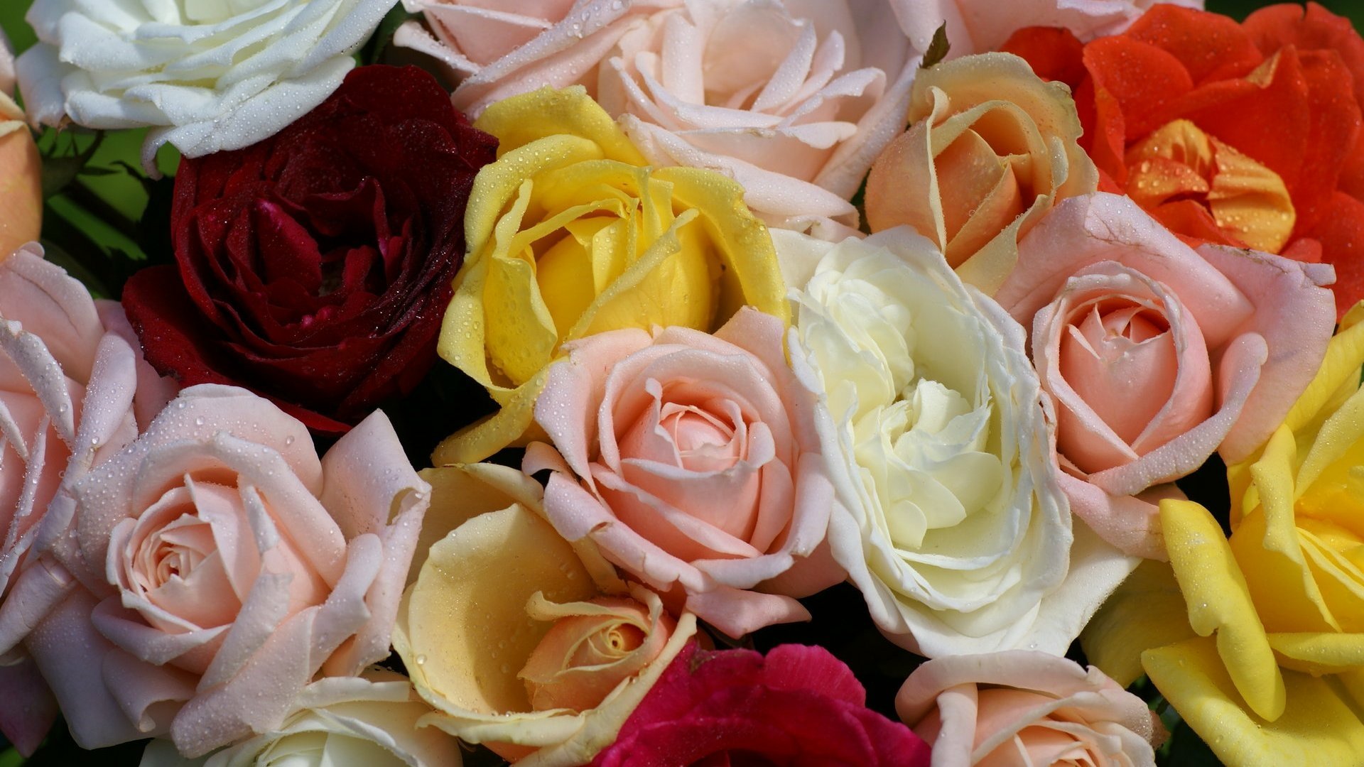 HD Garden Roses: Velvet Blossom Wallpaper | 1920x1080 | Wallpaper Abyss