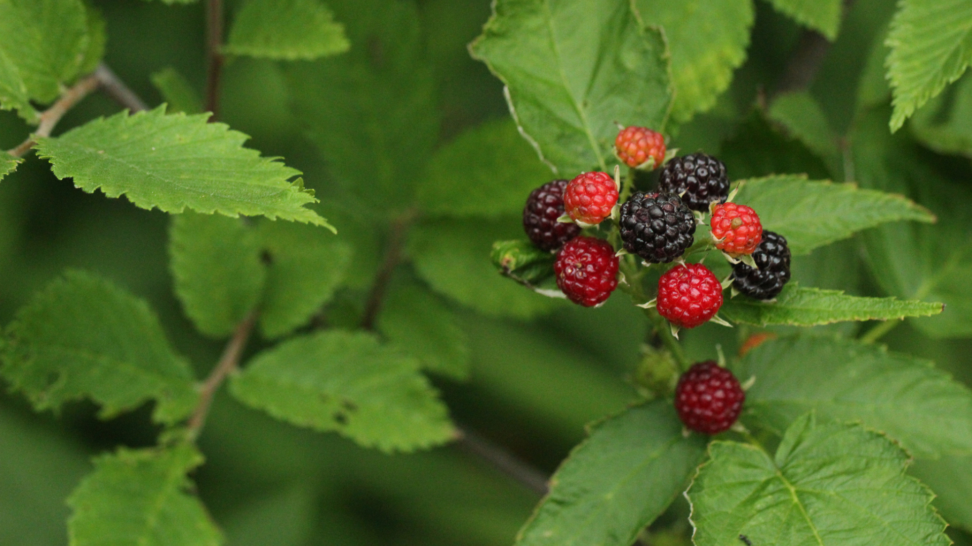 Download Food Raspberry HD Wallpaper