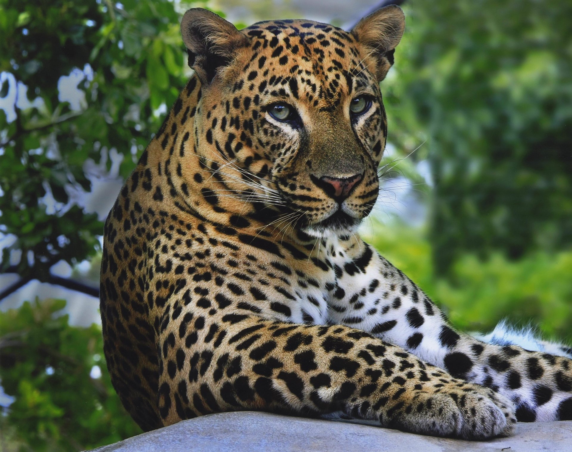 4K Ultra HD Leopard Majesty: Stunning Wildlife Wallpaper | 5988x4741 ...