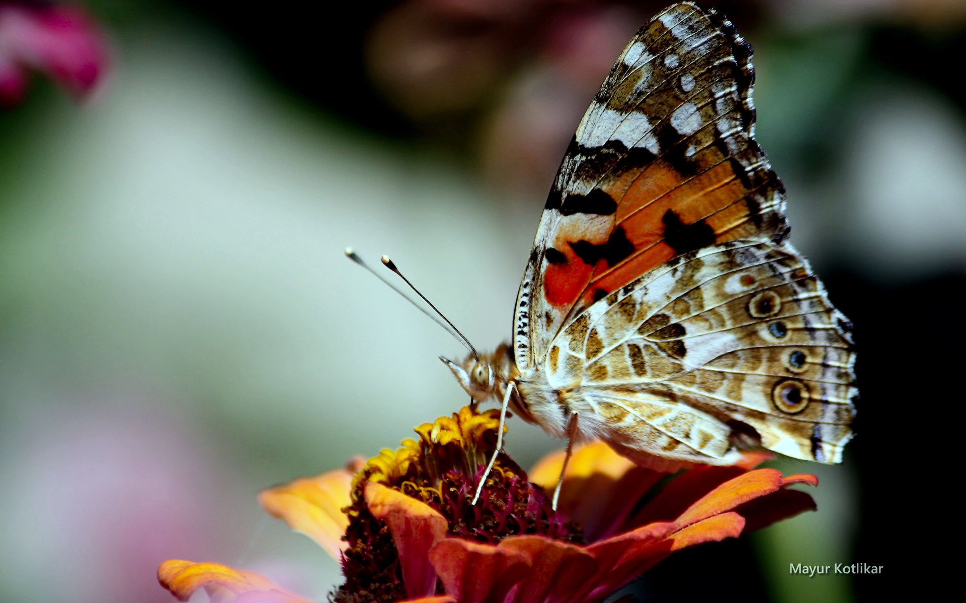 Download Animal Butterfly HD Wallpaper