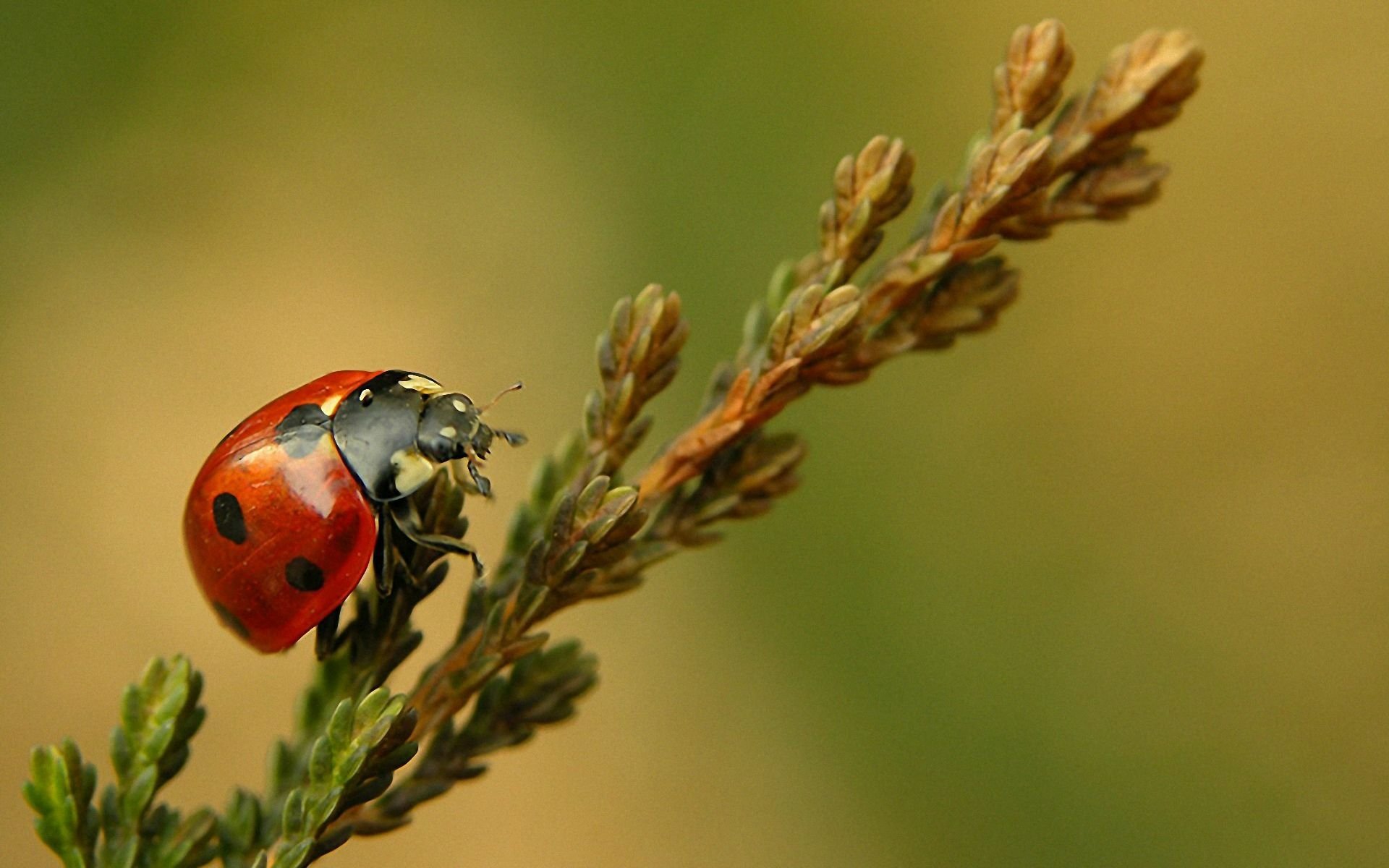 Download Animal Ladybug HD Wallpaper
