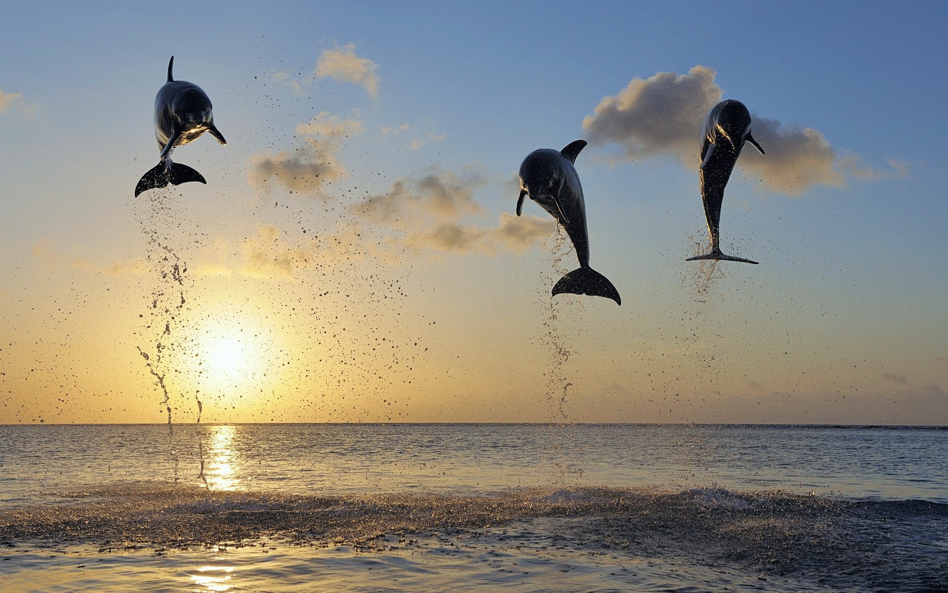 Stunning HD Wallpaper of Dolphins Dancing at Sunset