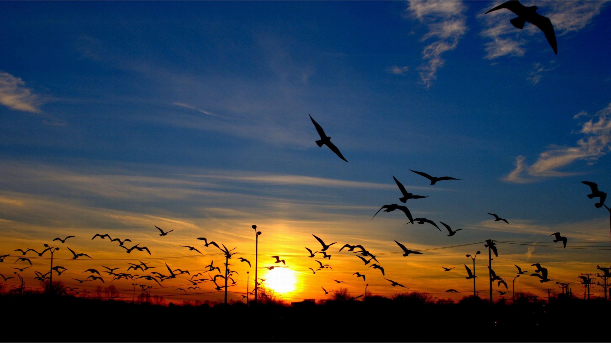 Download Bird Photography Sunset HD Wallpaper