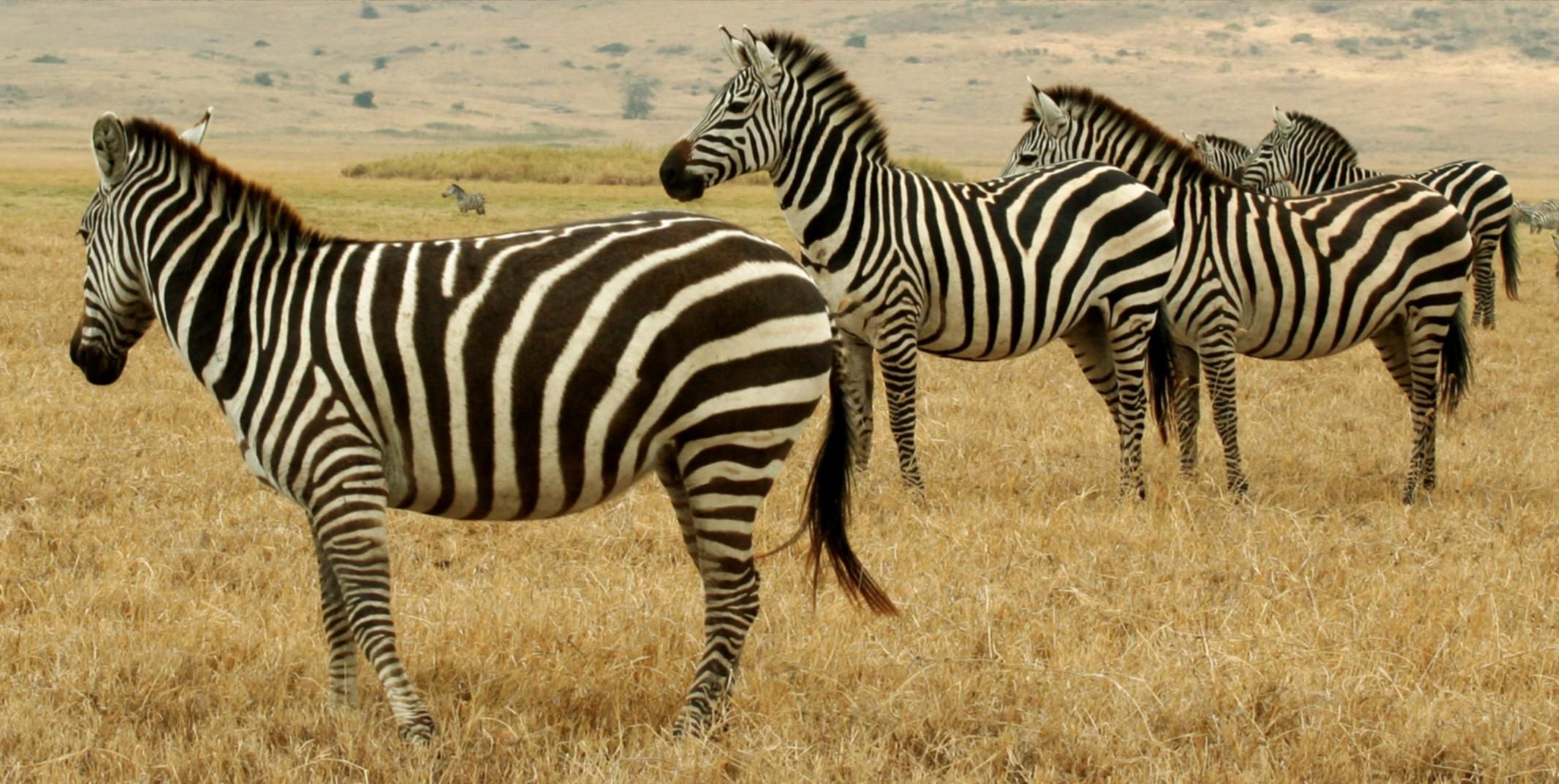 Download Animal Zebra Wallpaper